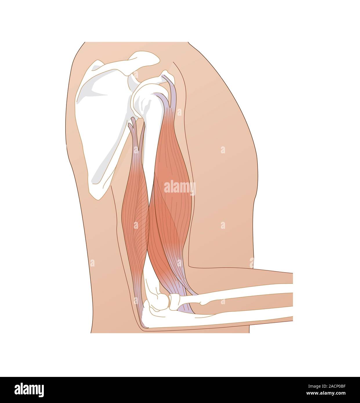 Upper arm muscles. Anatomical computer artwork showing the bones (white ...