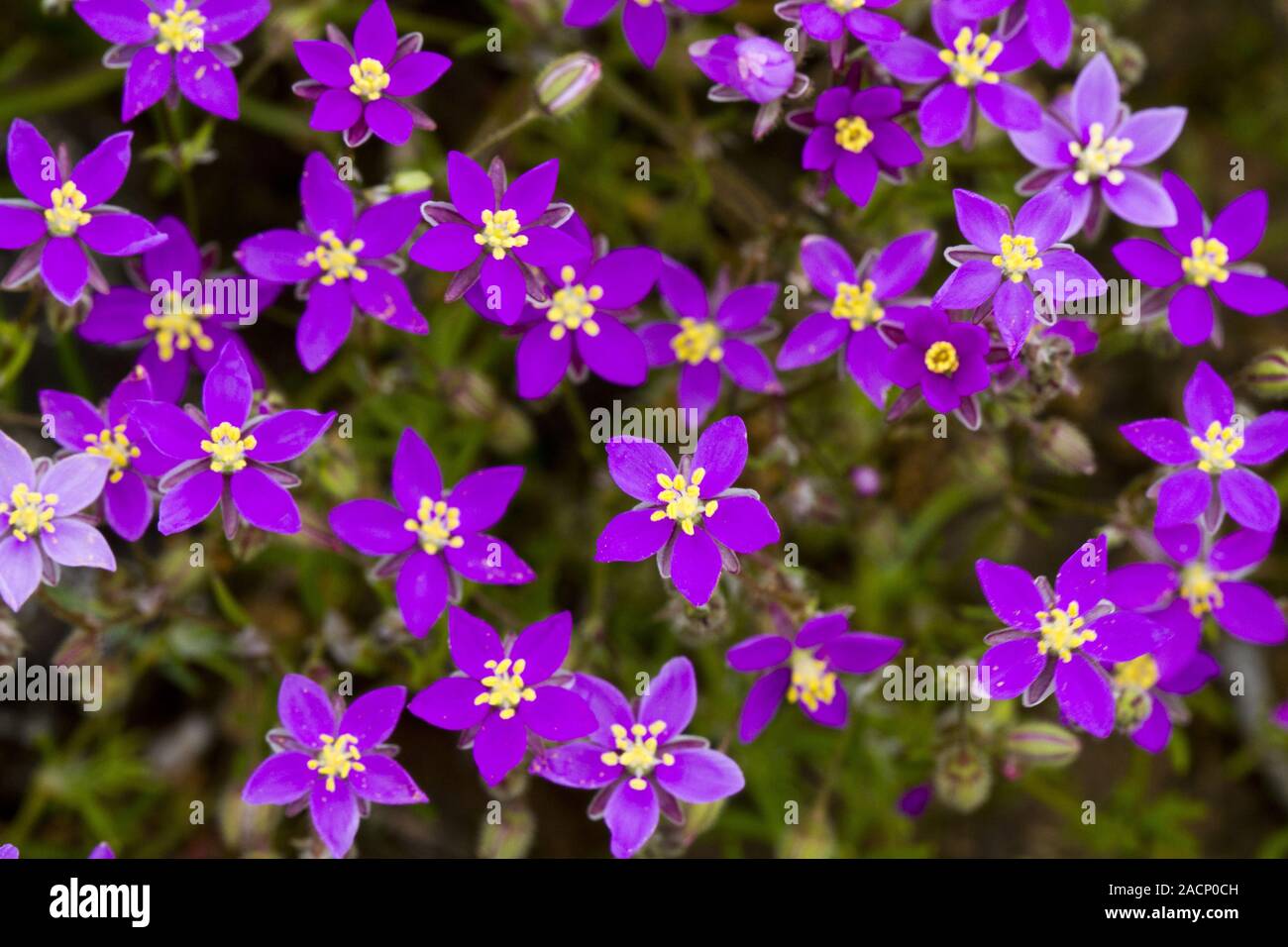 Spurrey High Resolution Stock Photography and Images - Alamy