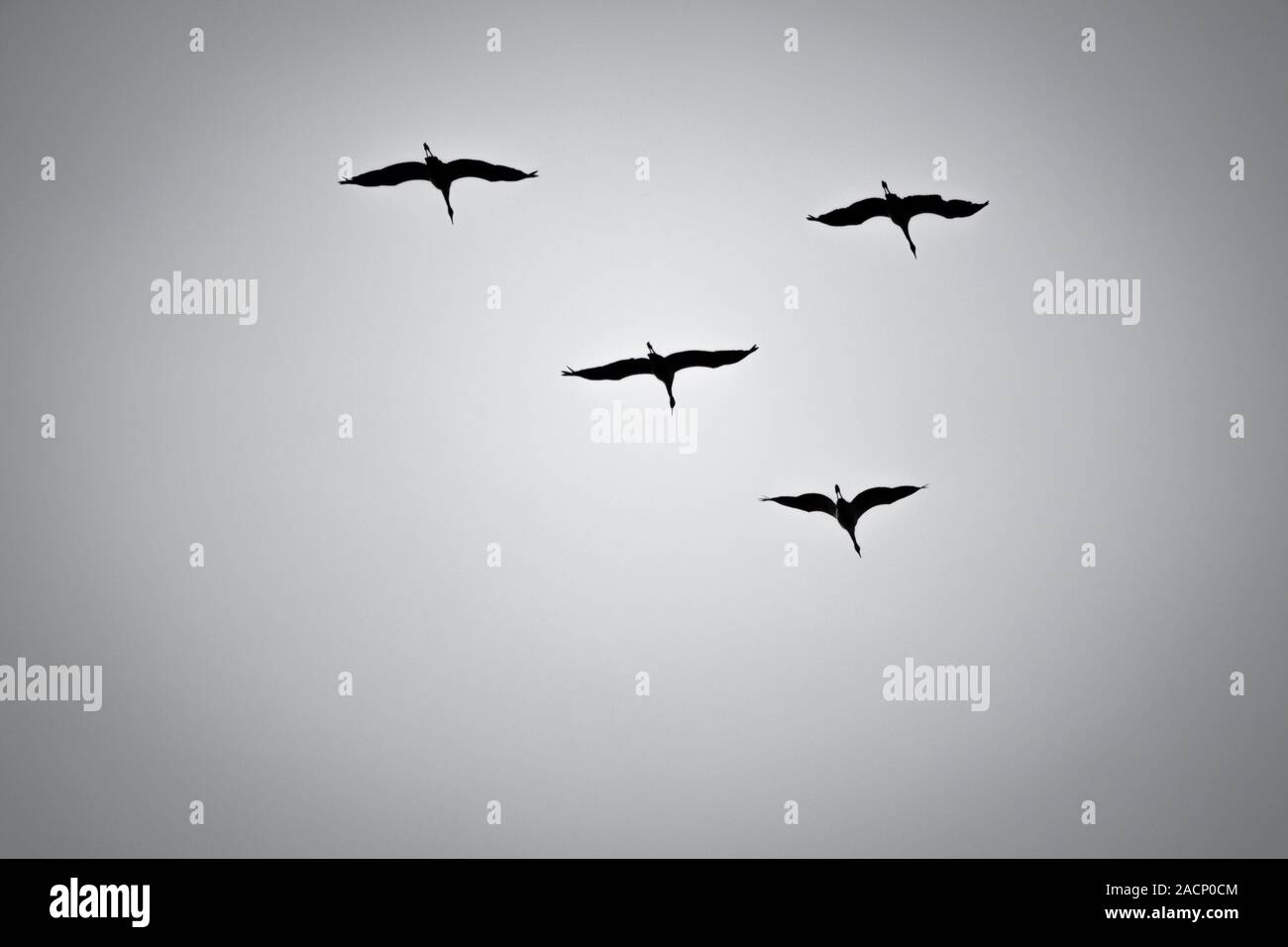 Four cranes flying with open wings, bottom view Stock Photo - Alamy