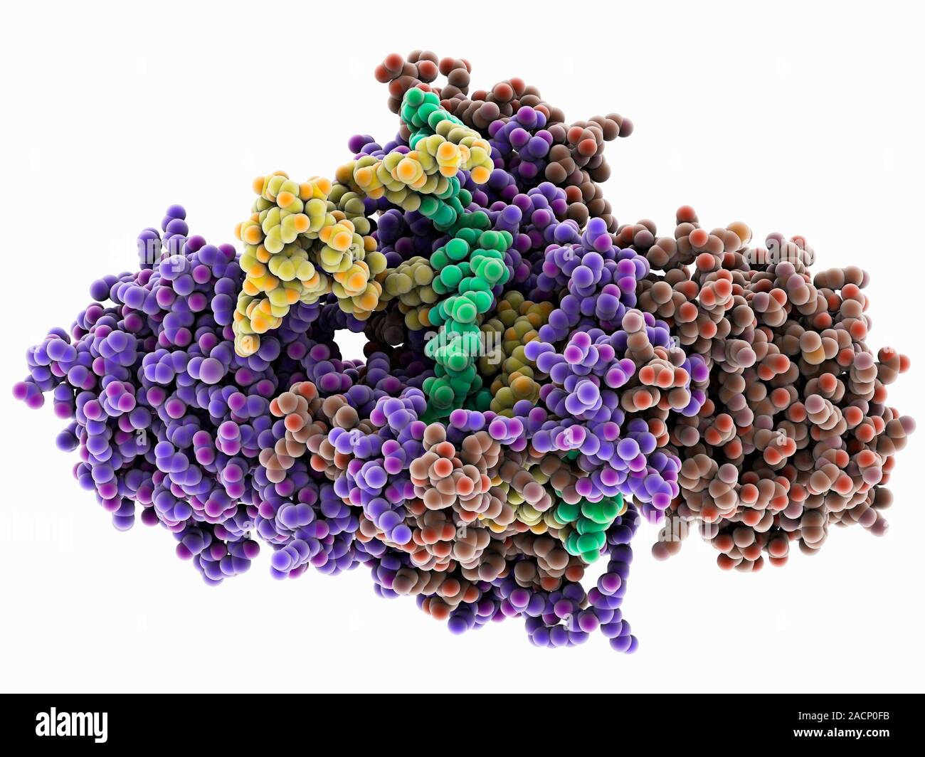 Repair protein and DNA. Molecular model of the Ku heterodimer (purple ...