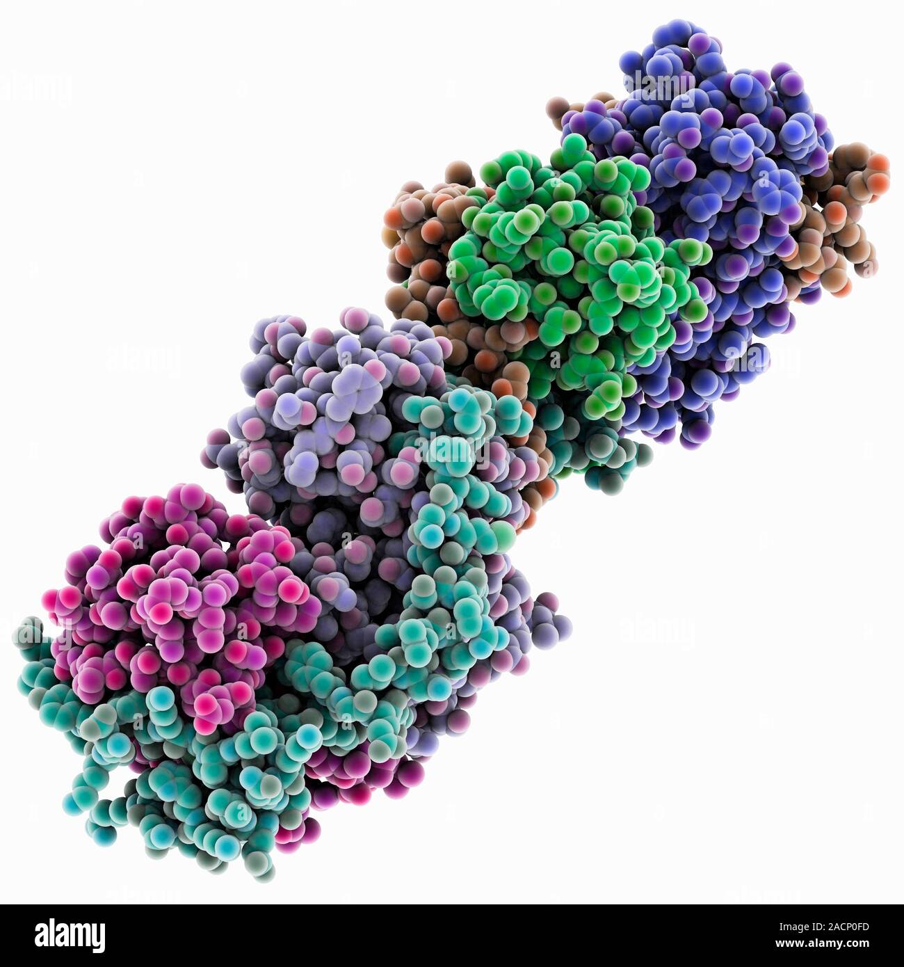Bacterial protein-chaperone complex. Molecular model of a bacterial ...