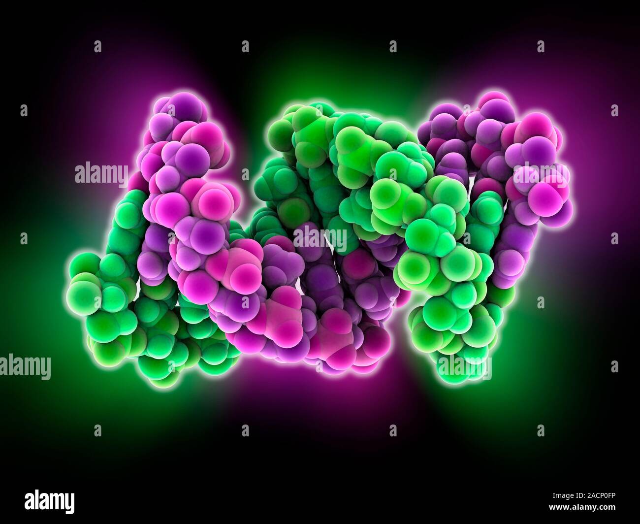 DNA hybrid duplex, molecular model. This model shows a chimeric ...