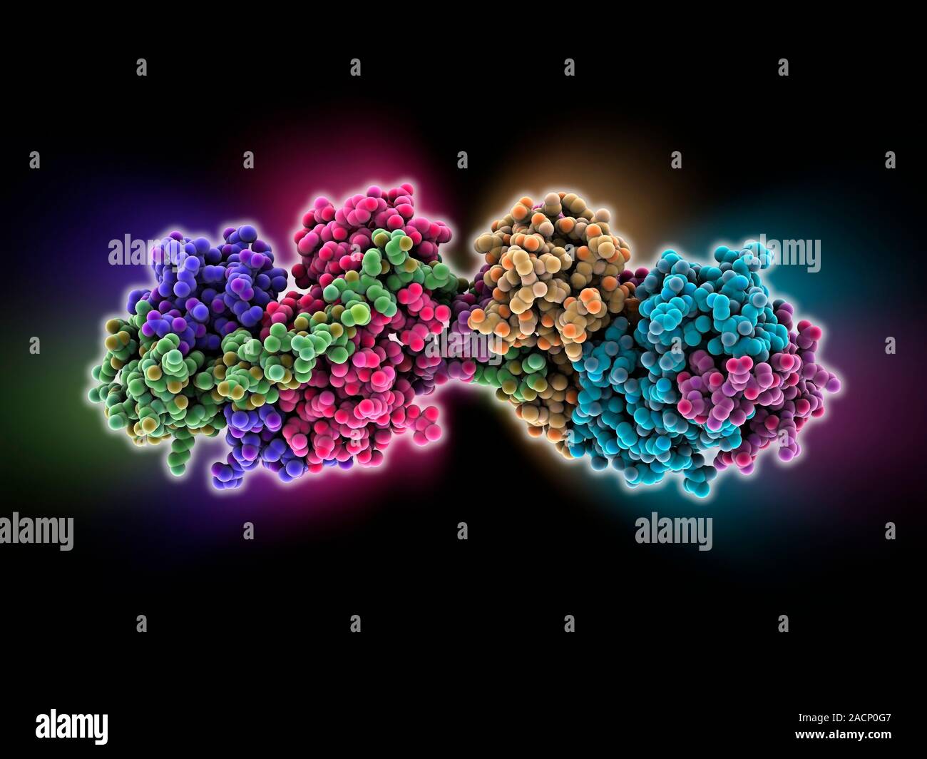 Bacterial protein-chaperone complex. Molecular model of a bacterial ...