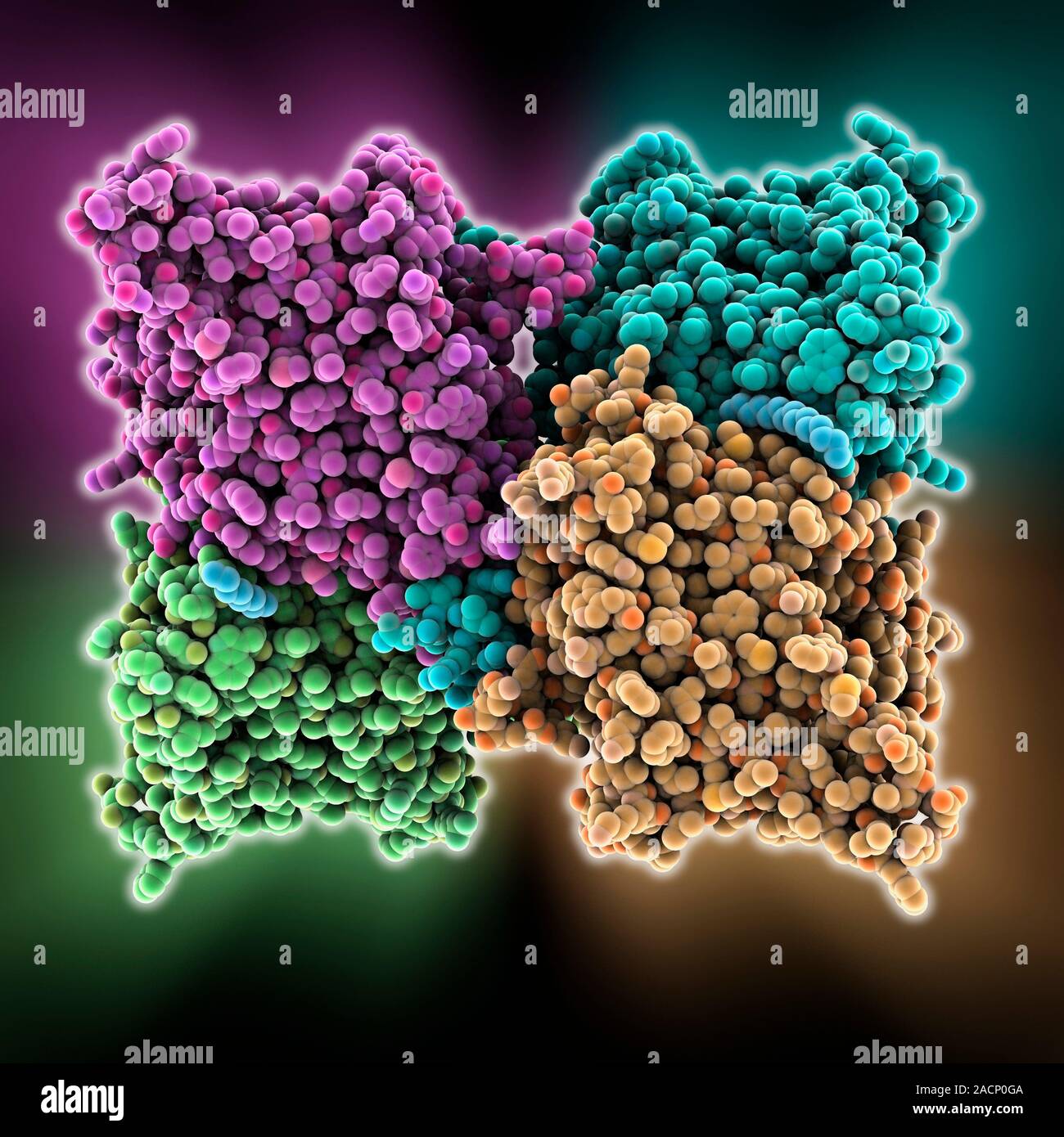 Chloride ion channel, molecular model. This is a ClC ion channel. Its ...