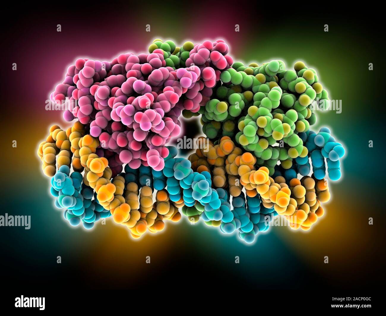 Lambda repressor-operator complex. Molecular model of the lambda ...