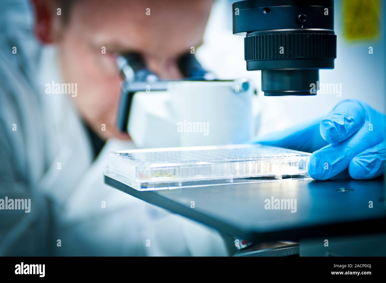 Scientist using a microscope to study cell cultures Stock Photo - Alamy