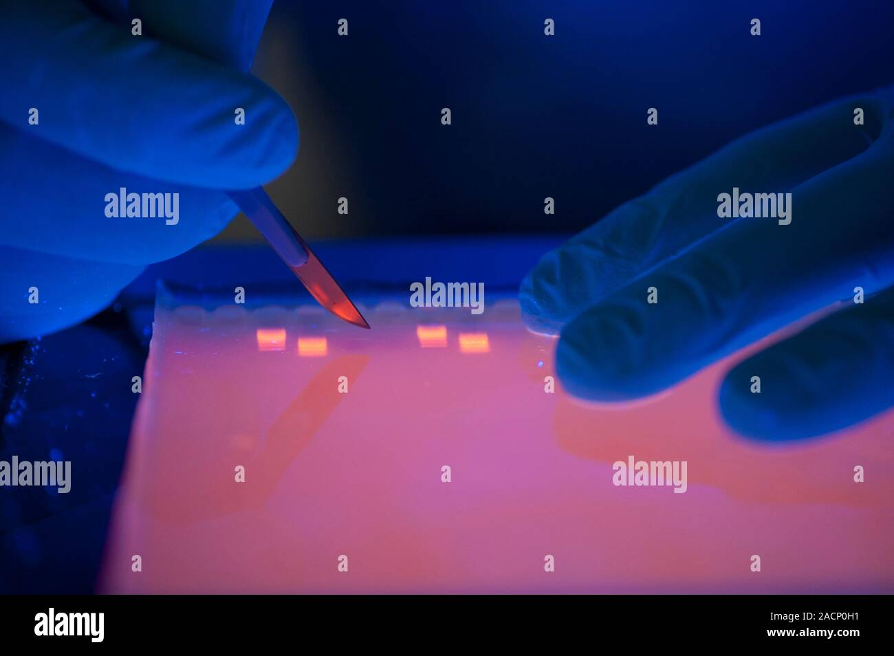 DNA analysis. Close-up of a researcher cutting a sample from a DNA ...