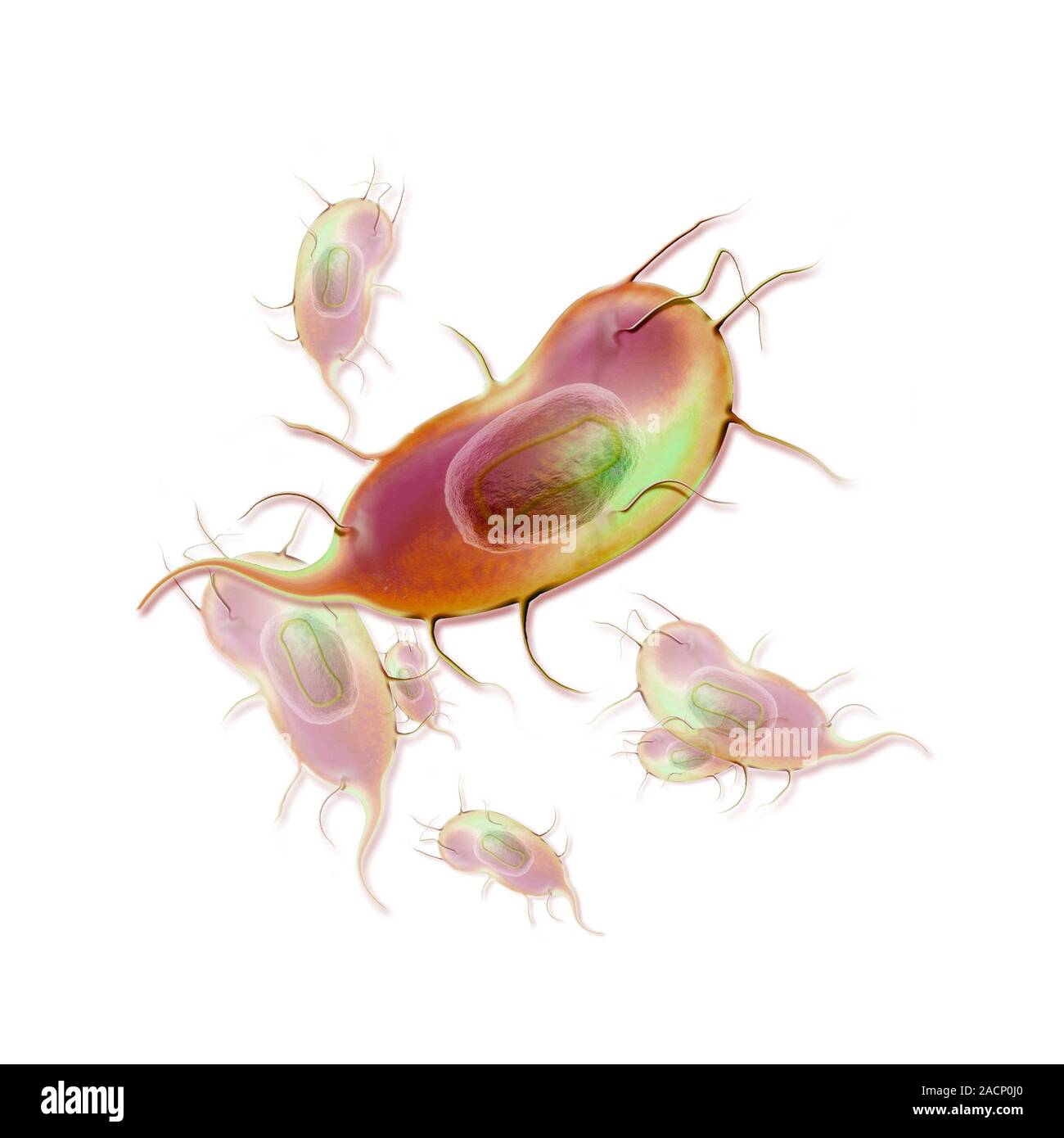 Bacteria. Computer artwork of bacteria, showing their nuclei (centre ...