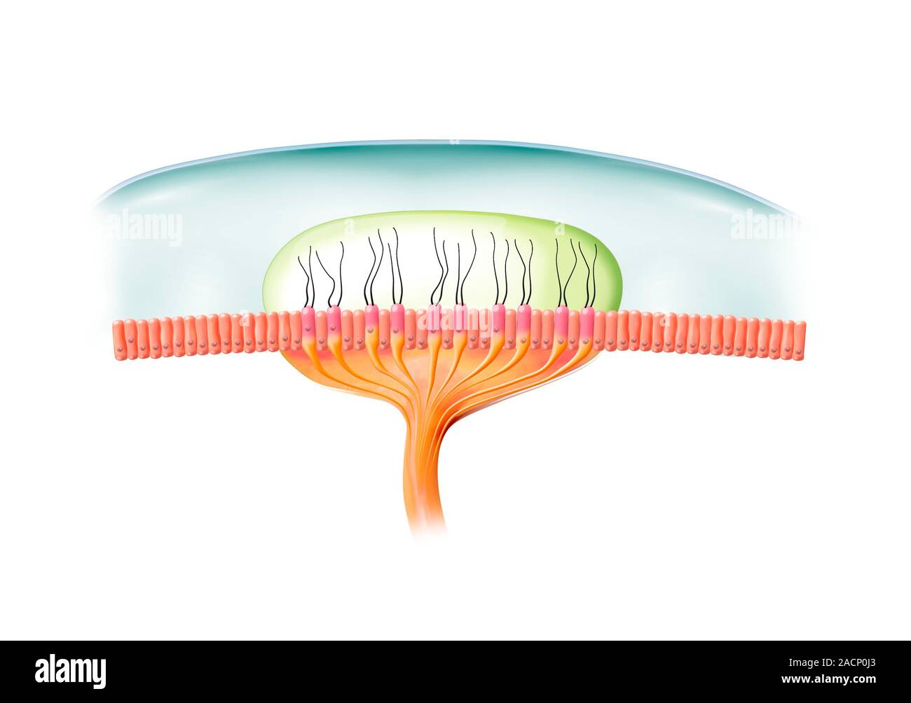 Ampullary cupula. Computer artwork of the ampullary cupula in the human ...