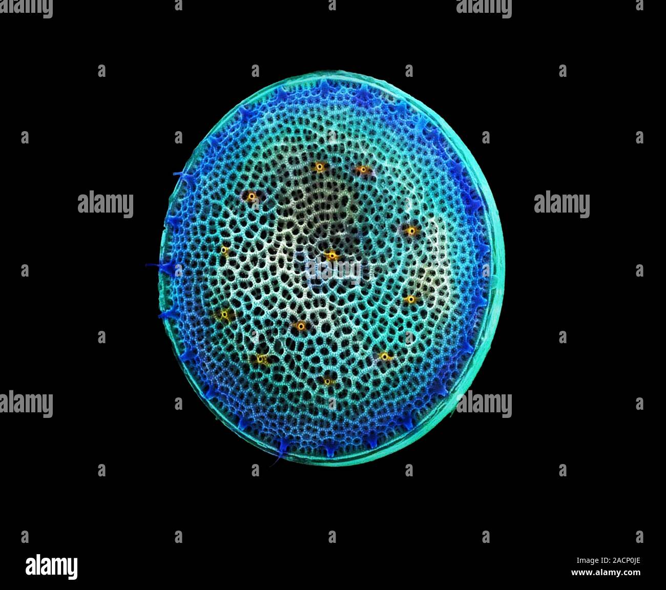Diatom, coloured scanning electron micrograph (SEM). Diatoms are a ...