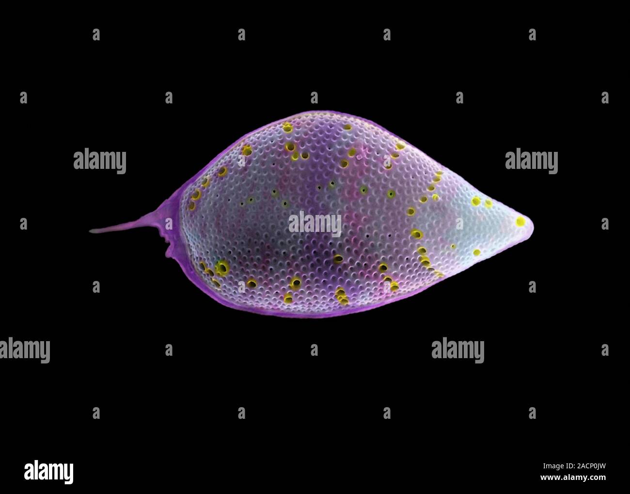 Diatom, coloured scanning electron micrograph (SEM). Diatoms are a ...