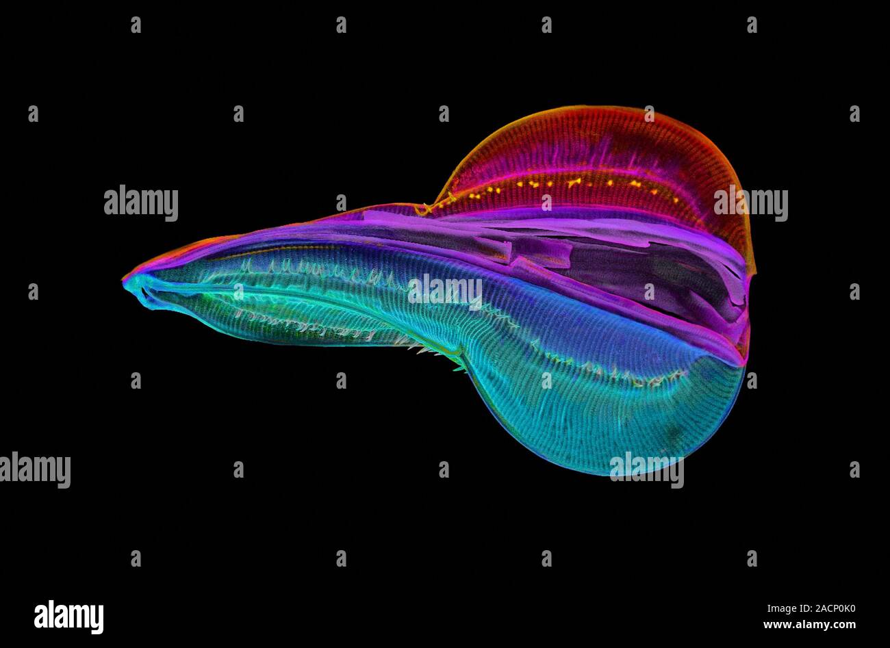 Diatom, coloured scanning electron micrograph (SEM). Diatoms are a ...