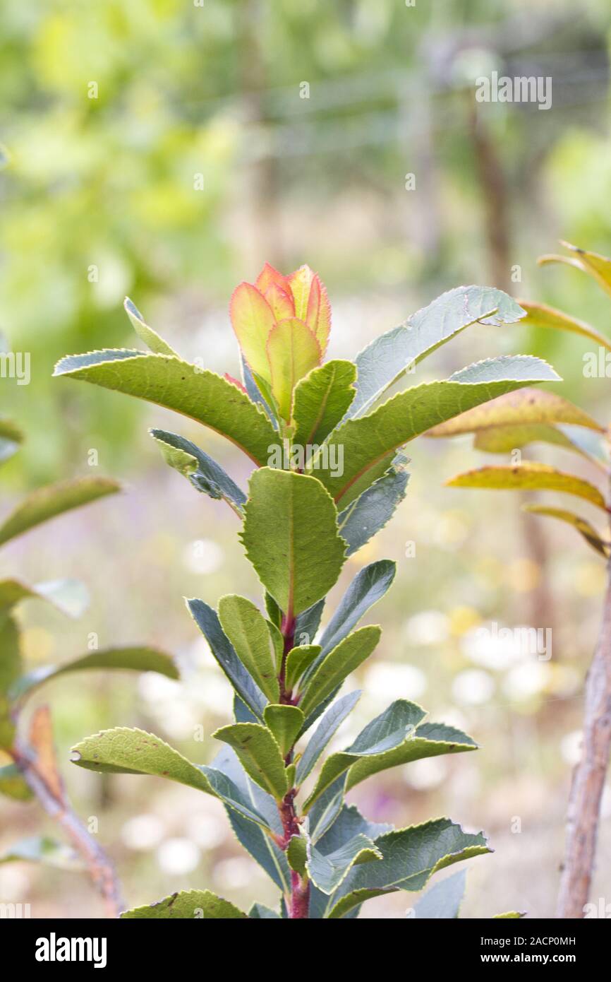 Strawberry Tree (Arbutus Unedo Stock Photo - Alamy