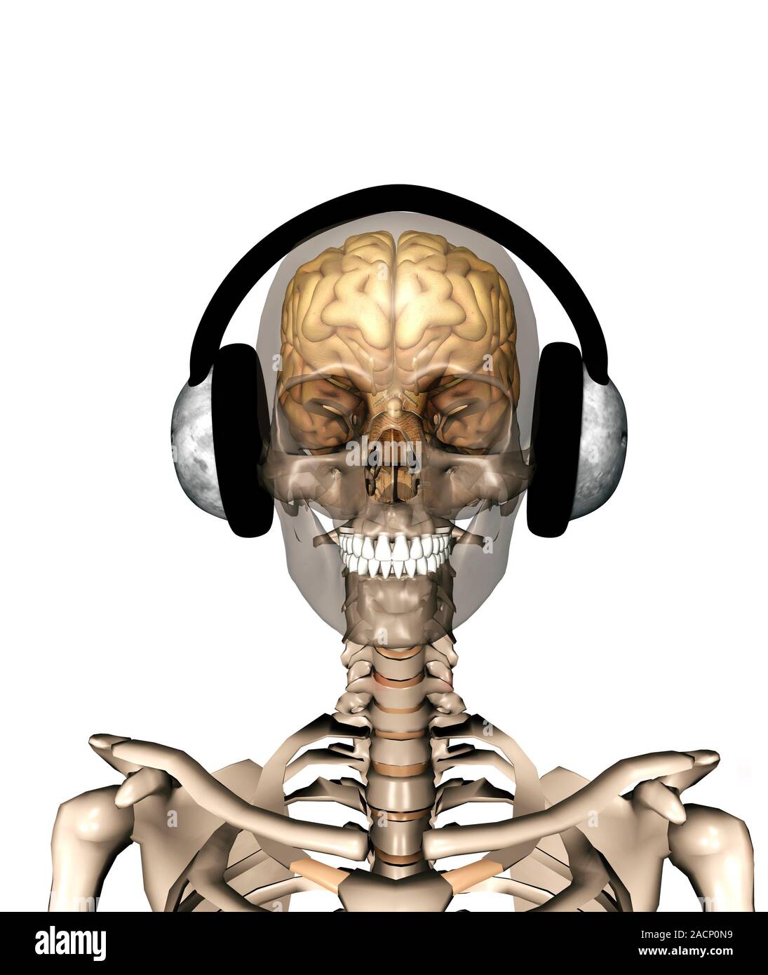 Skeleton wearing headphones, computer artwork Stock Photo - Alamy