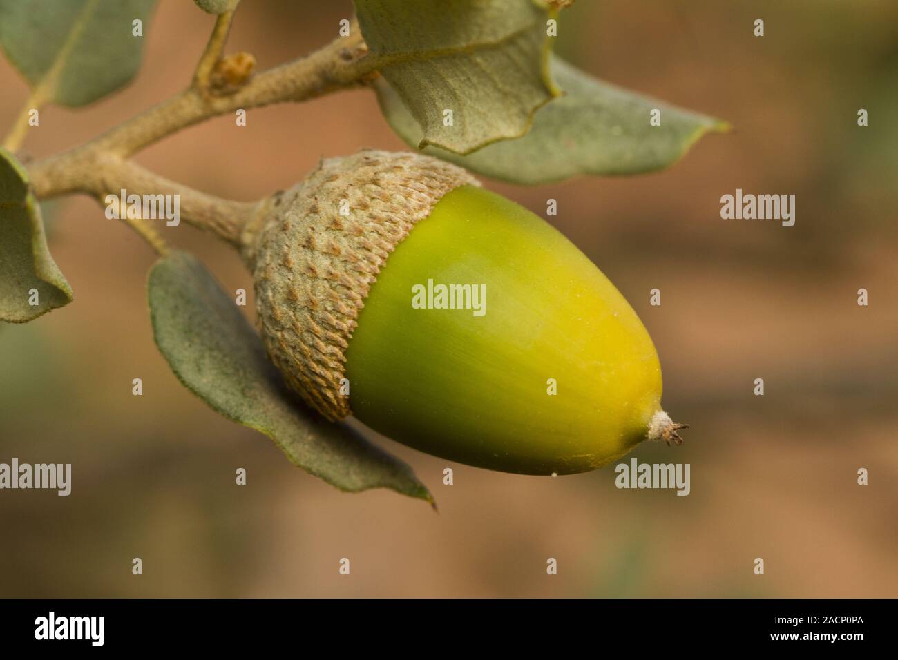 Quercus food plant hi-res stock photography and images - Alamy