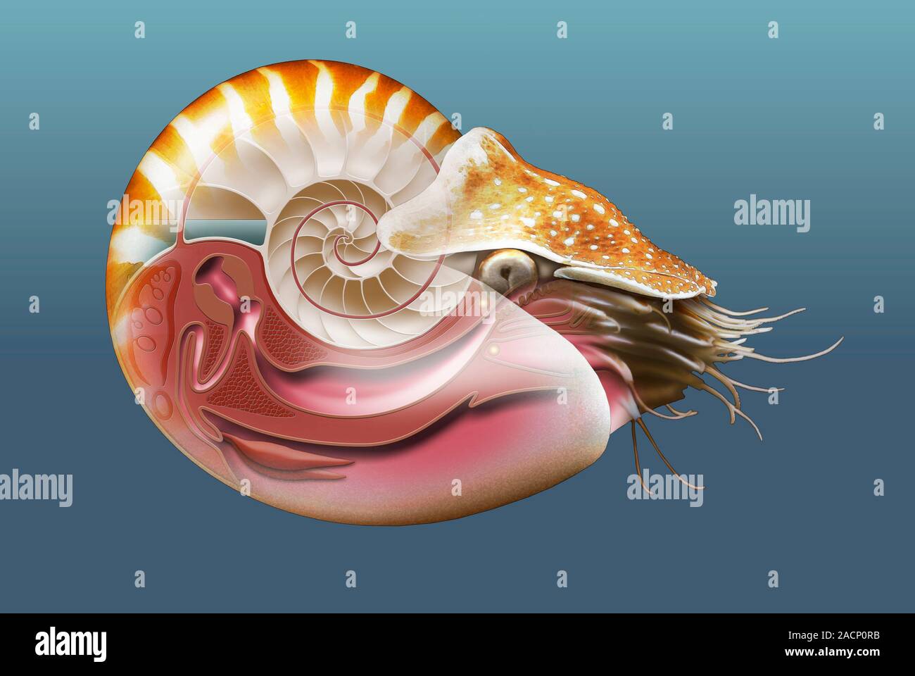Nautilus. Computer artwork of a nautilus (family Nautilidae), showing ...