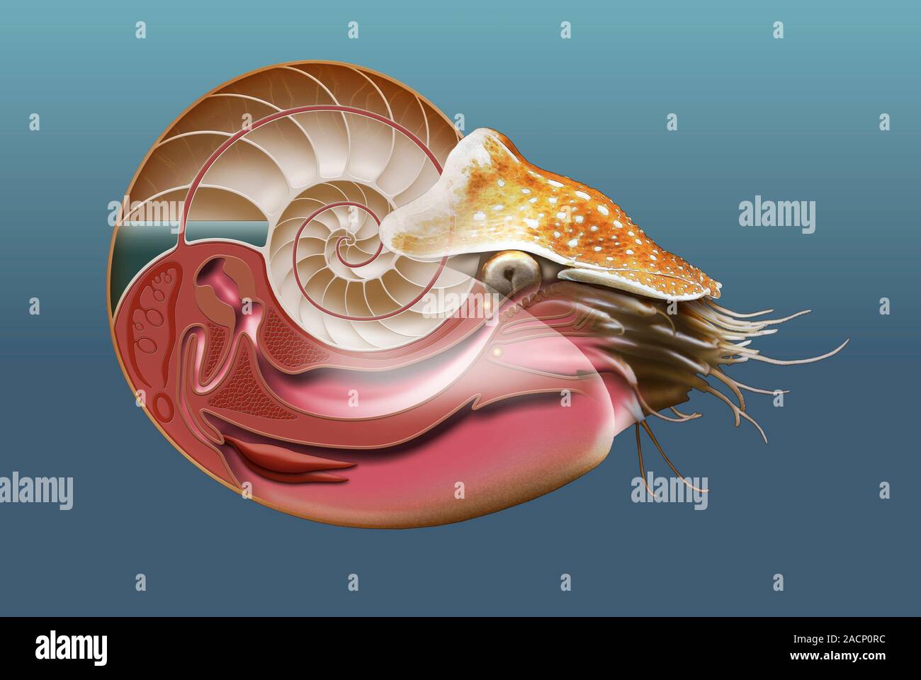 Nautilus. Computer artwork of a nautilus (family Nautilidae), showing ...