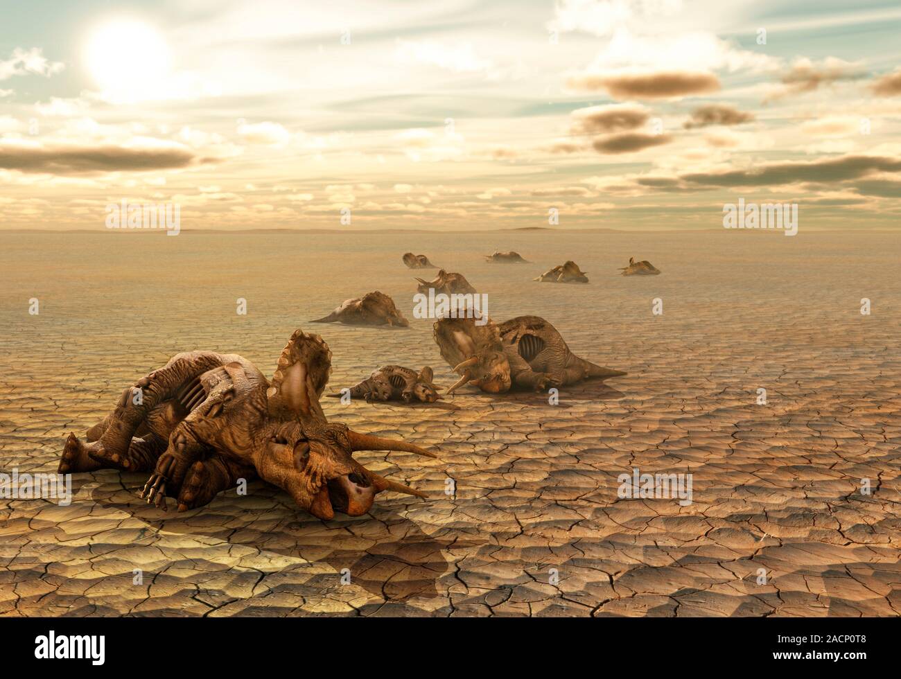 Dinosaur extinction. Computer artwork or a dead herd of triceratops ...