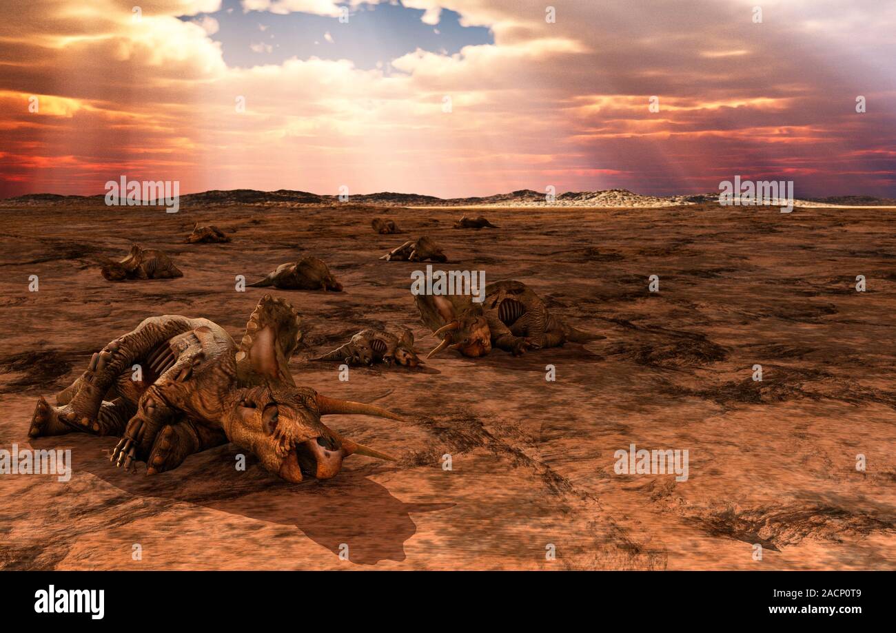 Dinosaur extinction. Computer artwork or a dead herd of triceratops ...
