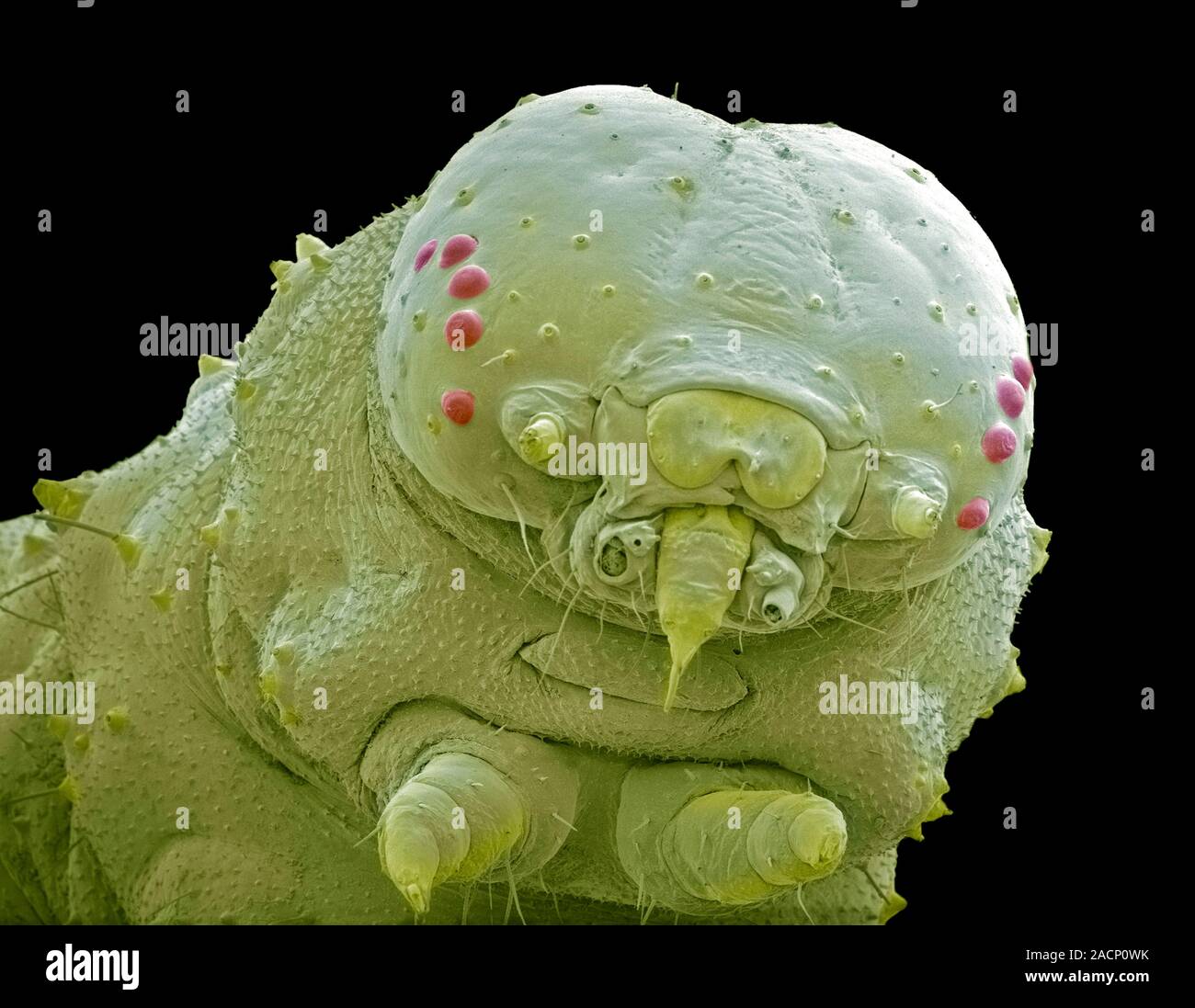 Cabbage white caterpillar head. Coloured scanning electron micrograph ... Cabbage white caterpillar head. Coloured scanning electron micrograph ...