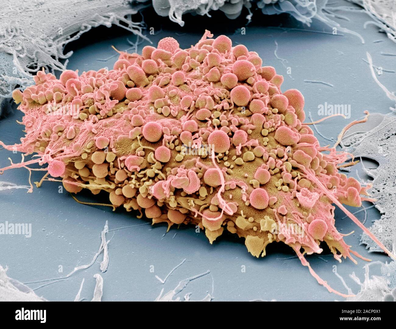 Mesenchymal stem cell. Coloured scanning electron micrograph (SEM) of a ...