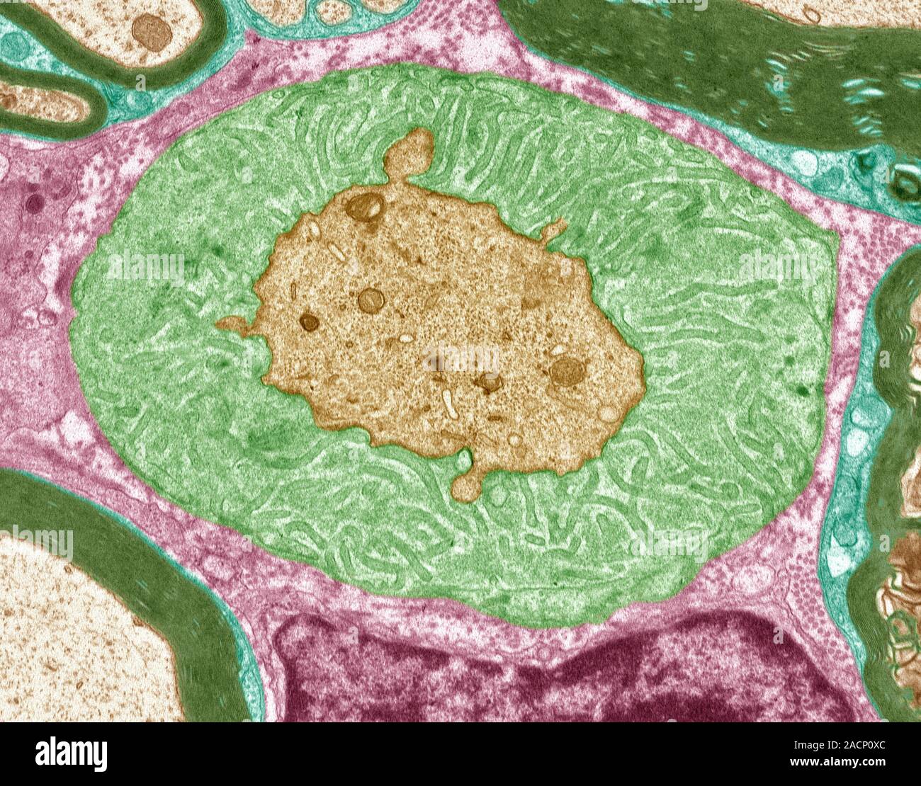 Nerve fibre node. Transmission electron micrograph (TEM) of a section ...