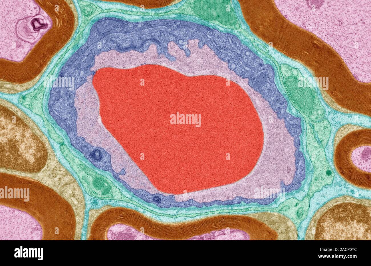 Capillary and red blood cell. Transmission electron micrograph (TEM) of ...