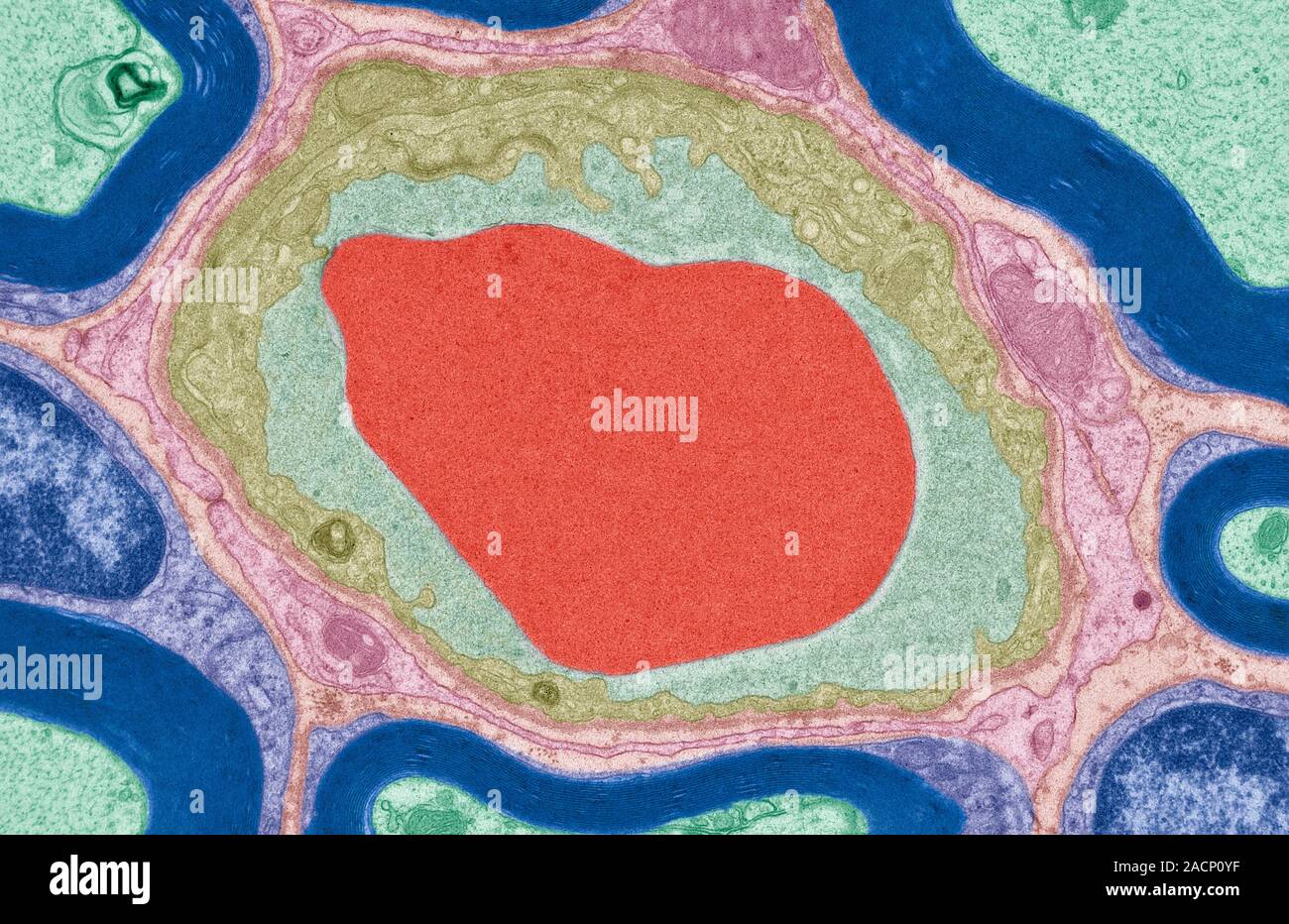 Capillary and red blood cell. Transmission electron micrograph (TEM) of ...