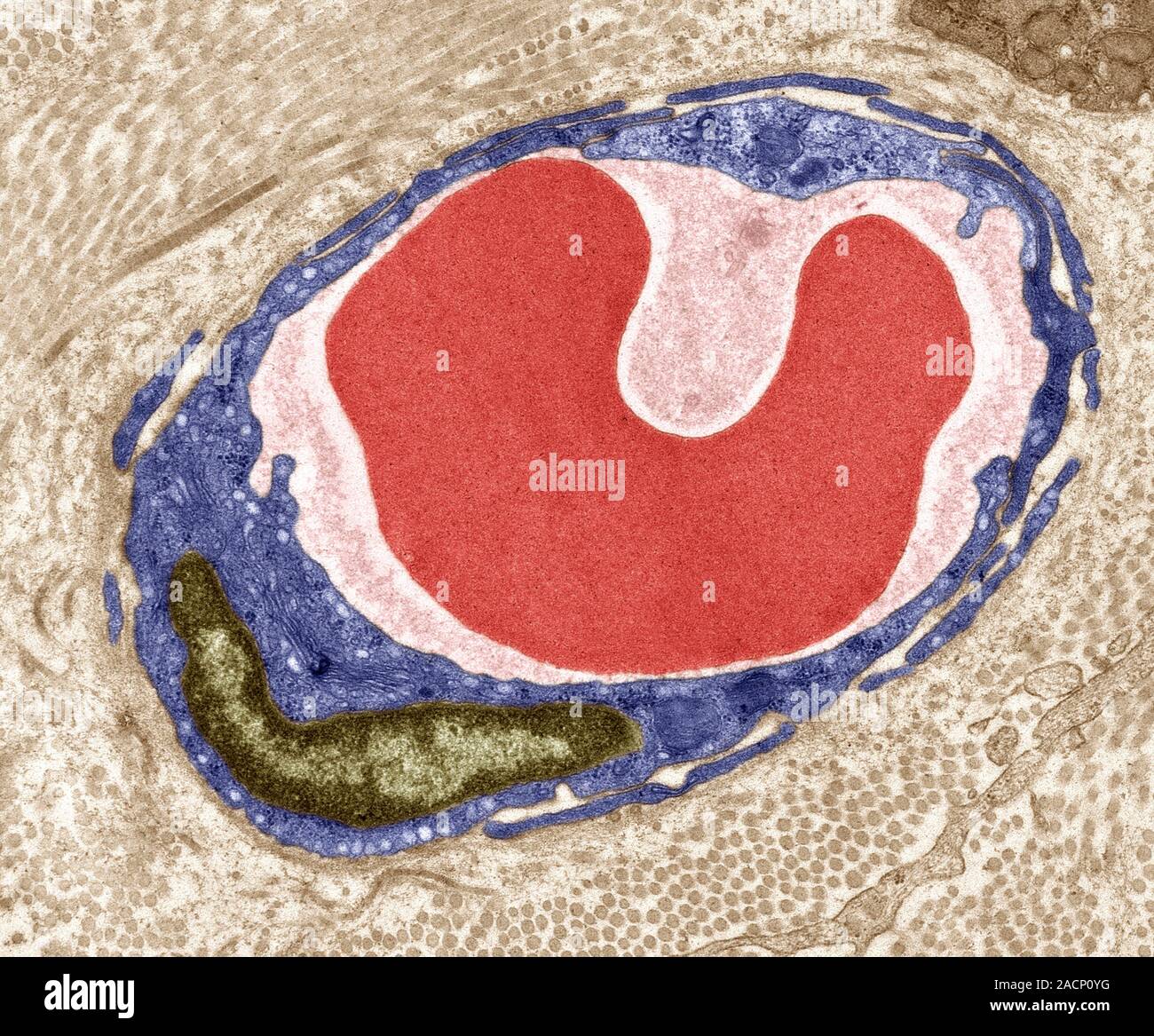 Capillary and red blood cell. Transmission electron micrograph (TEM) of ...