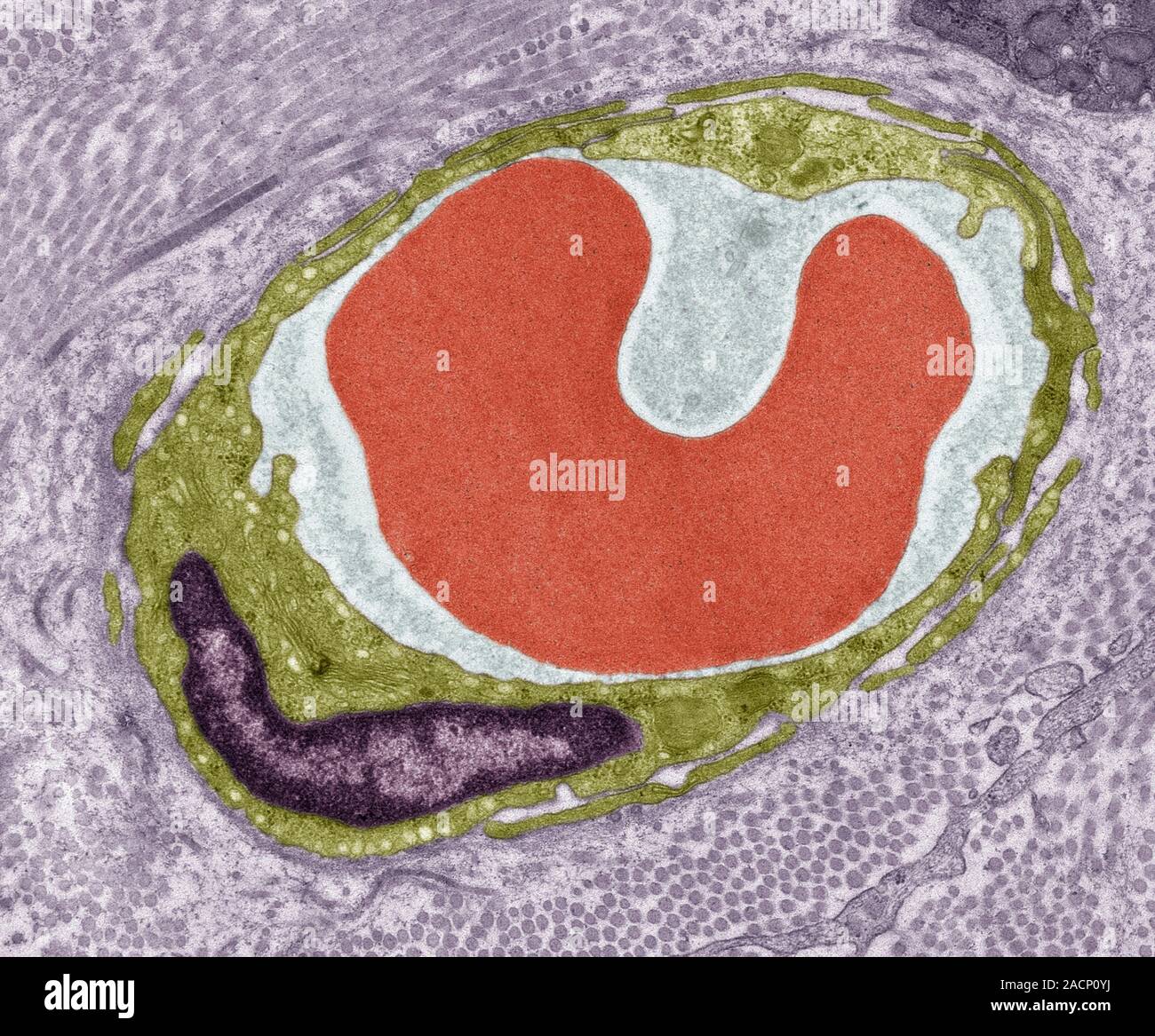 Capillary and red blood cell. Transmission electron micrograph (TEM) of ...
