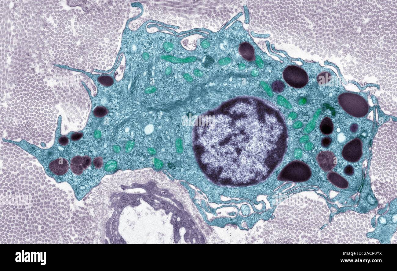 Macrophage white blood cell. Coloured transmission electron micrograph ...
