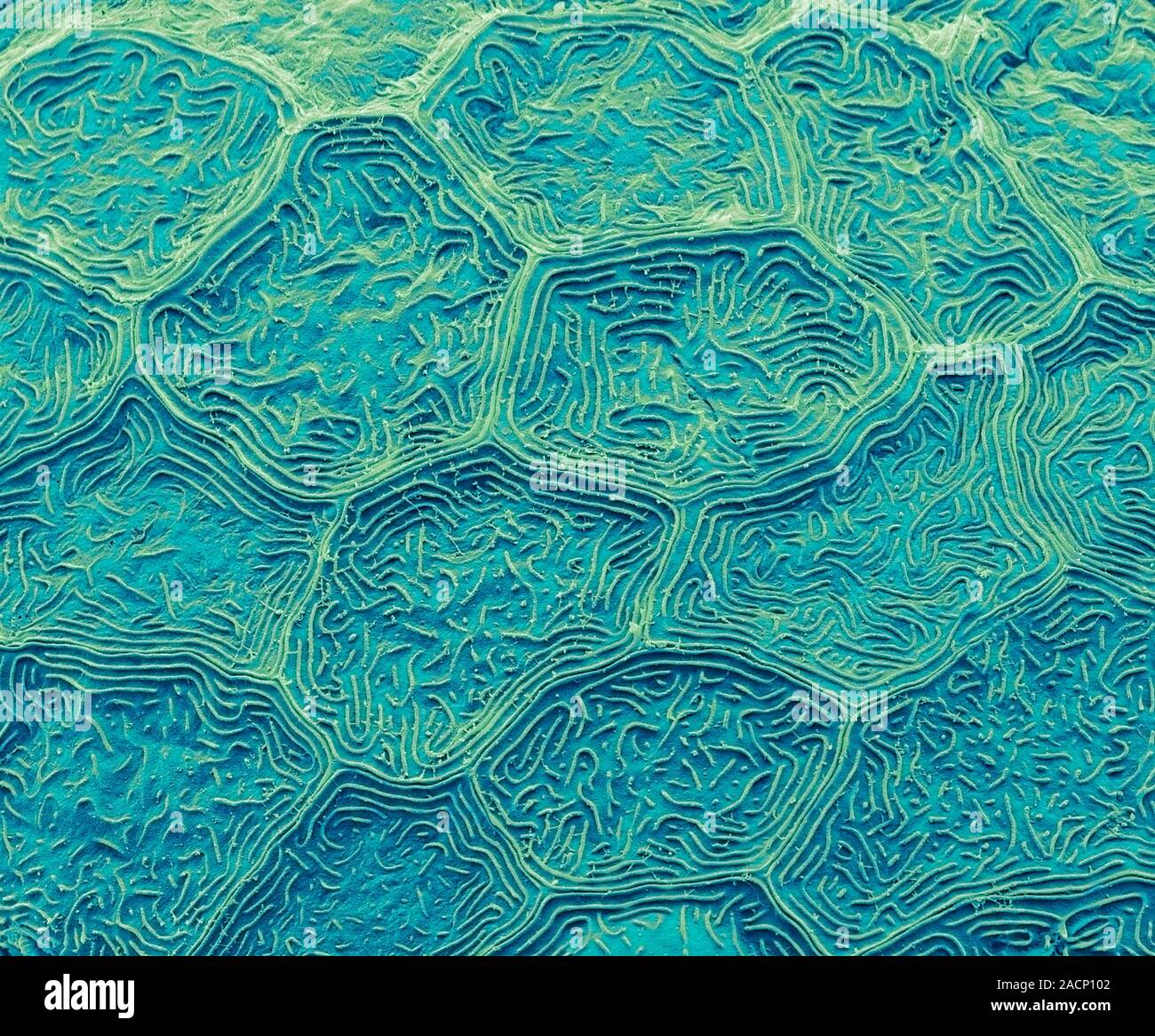 Zebra fish skin. Coloured scanning electron micrograph (SEM) of the ...