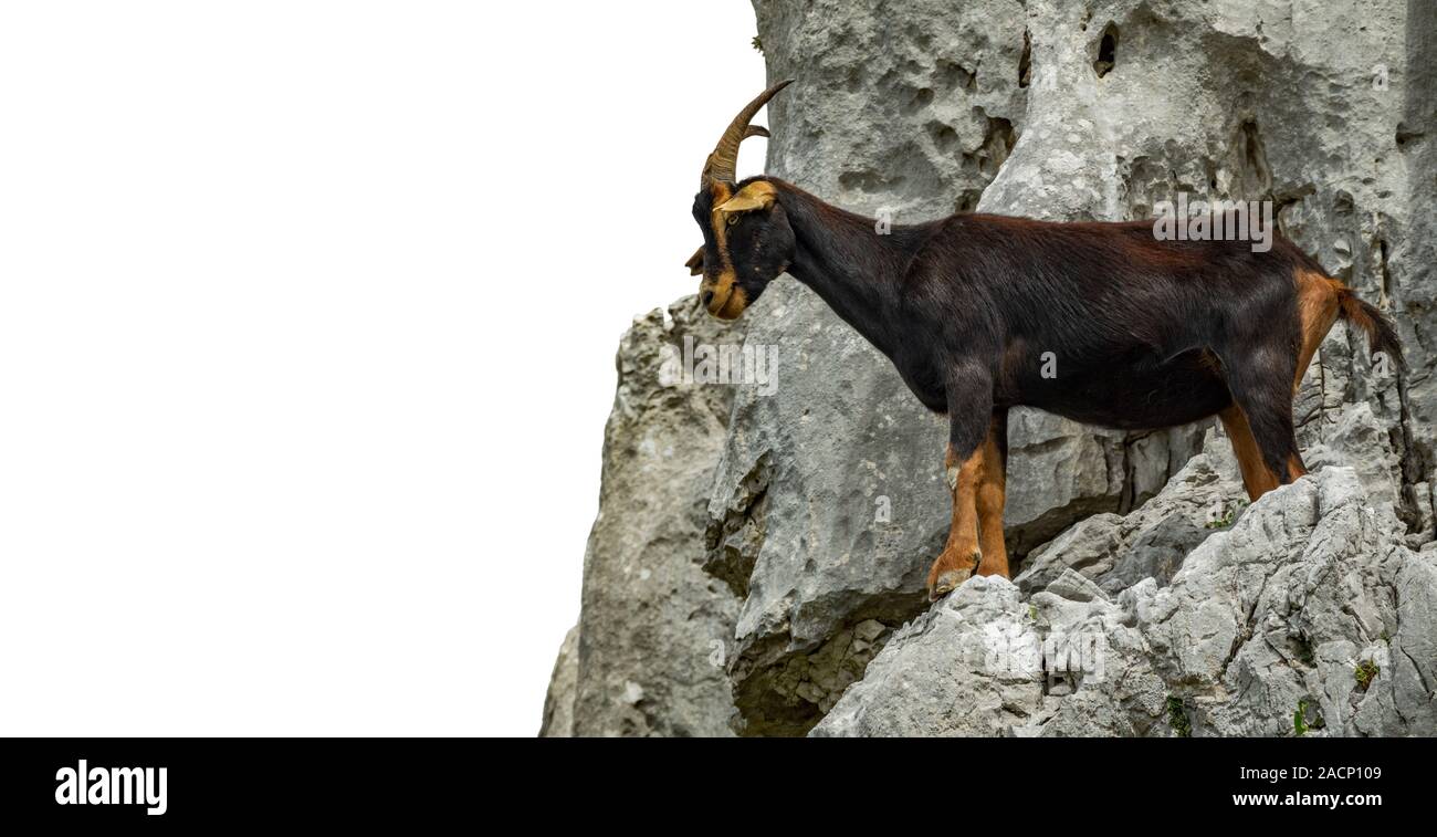 Goat over the rocks with text space at the left side Stock Photo - Alamy