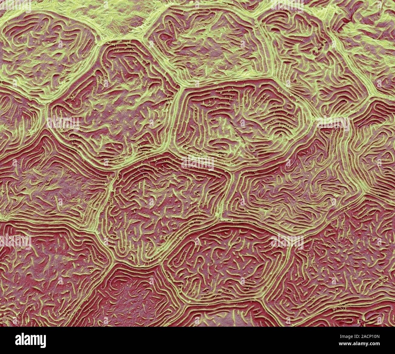 Zebra fish skin. Coloured scanning electron micrograph (SEM) of the ...
