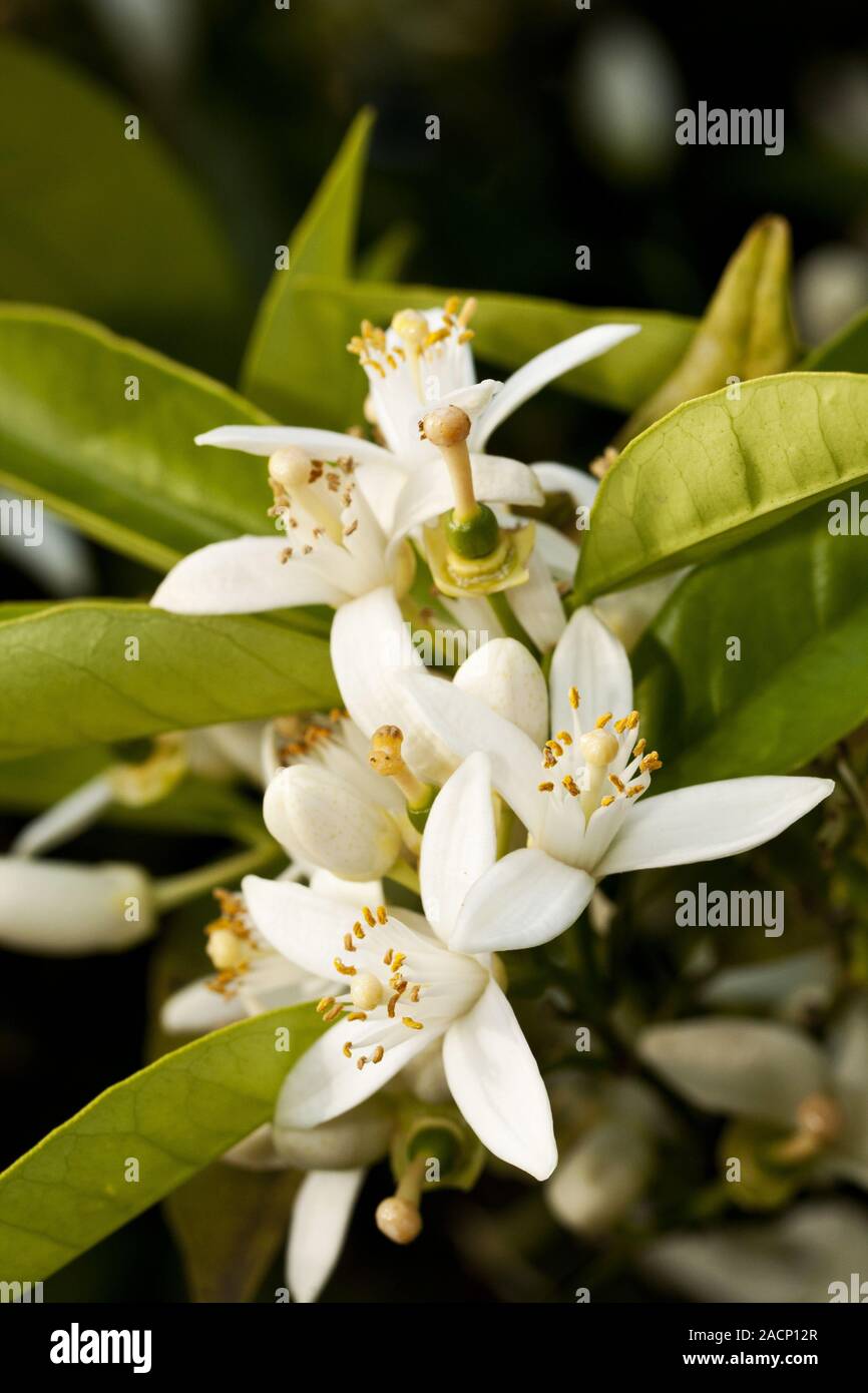 Orange tree flower hi-res stock photography and images - Alamy