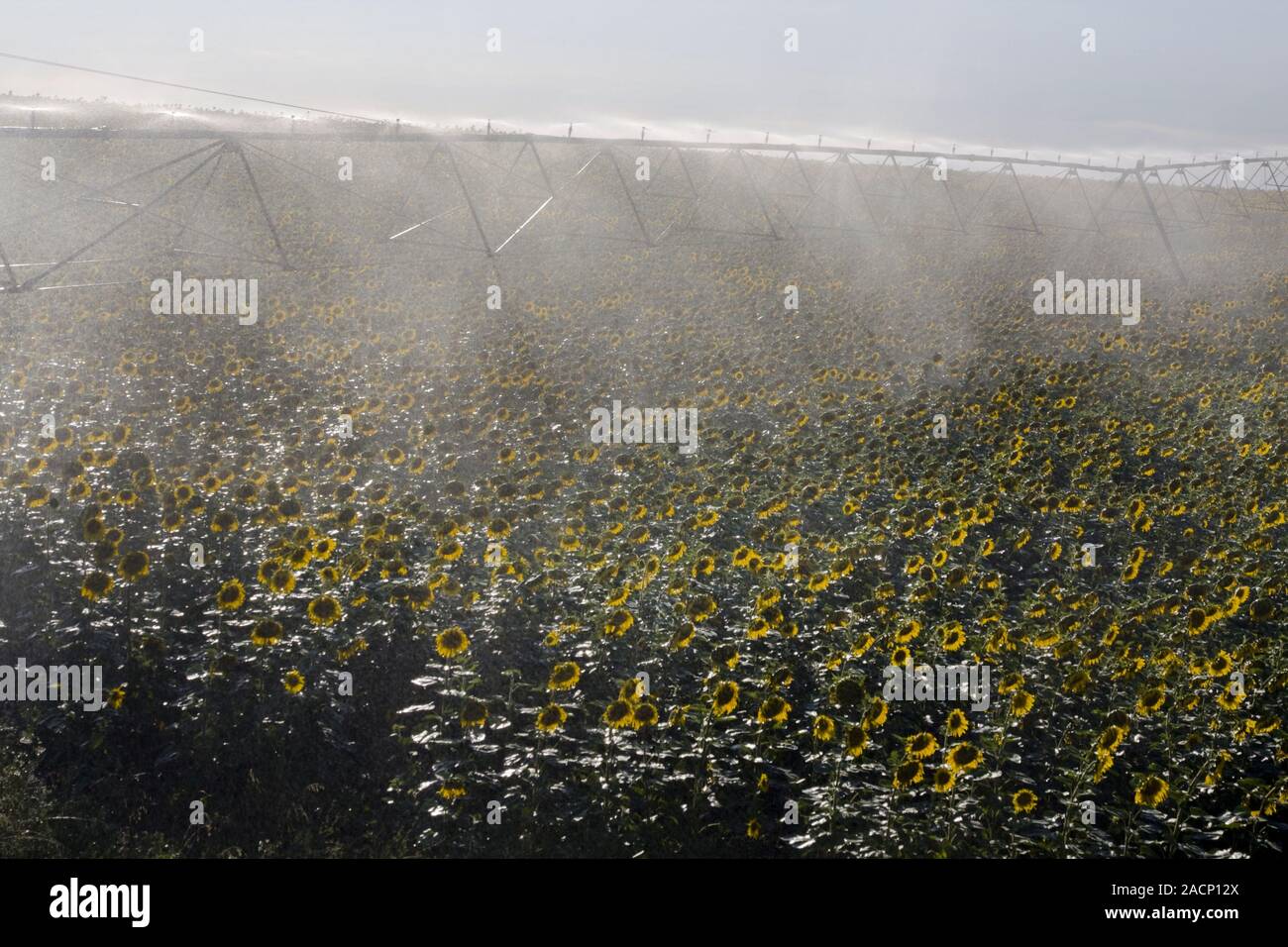 Irrigation system on sunflower field Stock Photo - Alamy