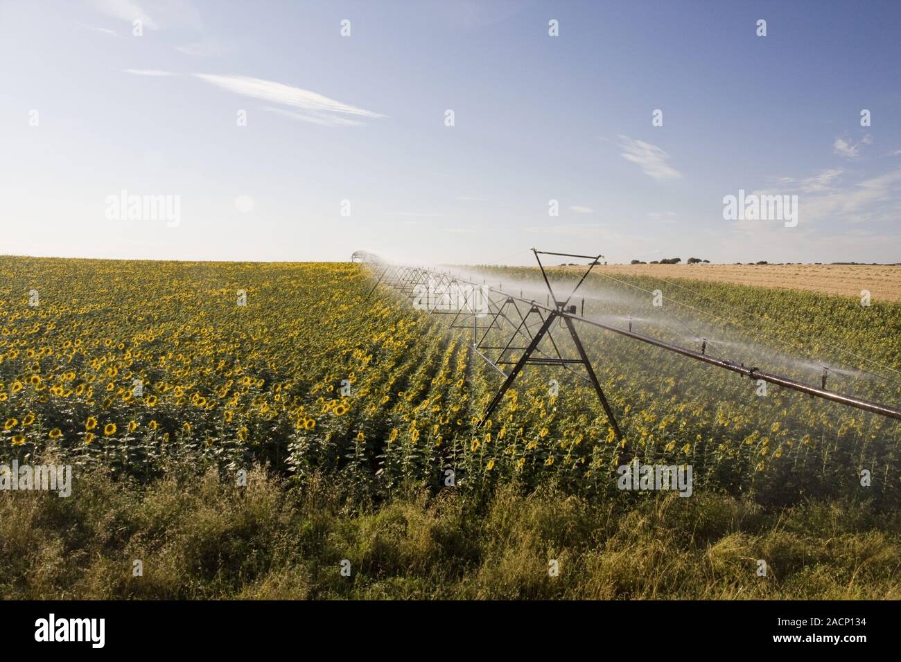 Irrigation system on sunflower field Stock Photo - Alamy