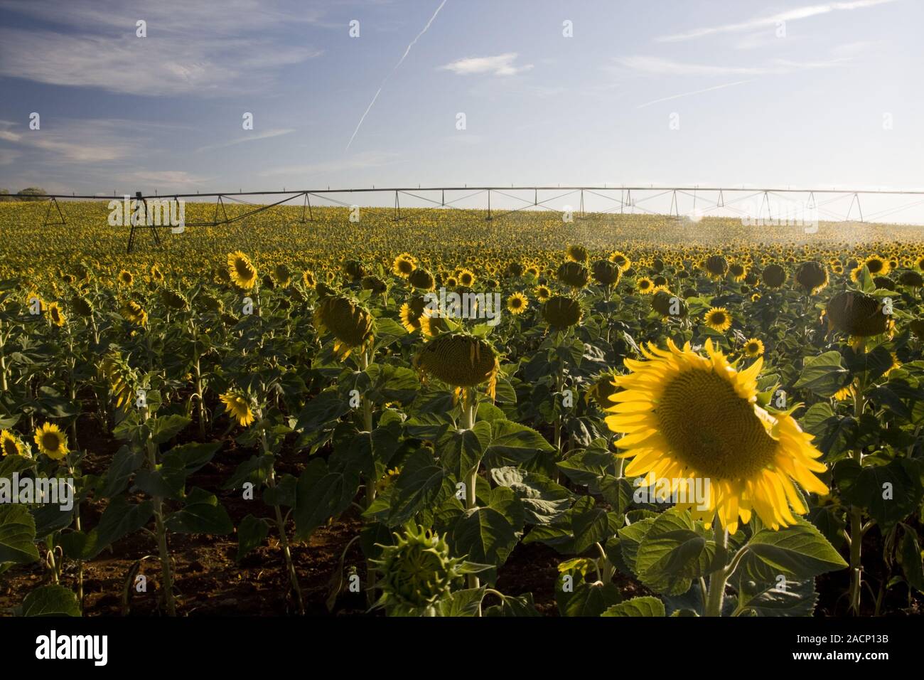 Irrigation system on sunflower field Stock Photo - Alamy