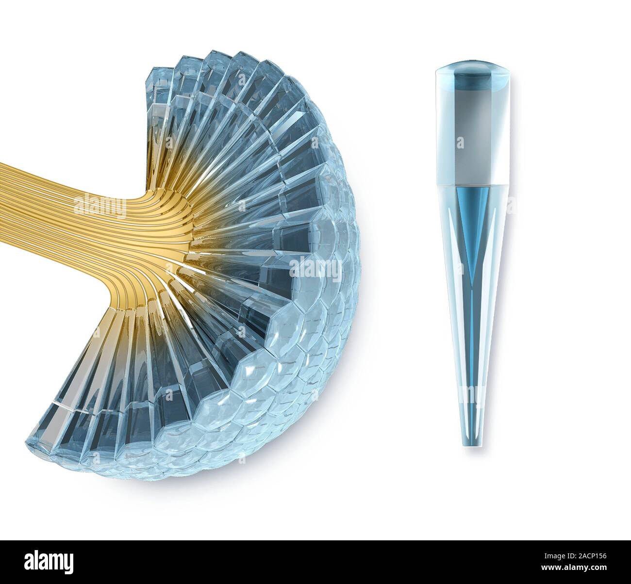 Insect eye anatomy. Computer artwork showing the structure of a ...