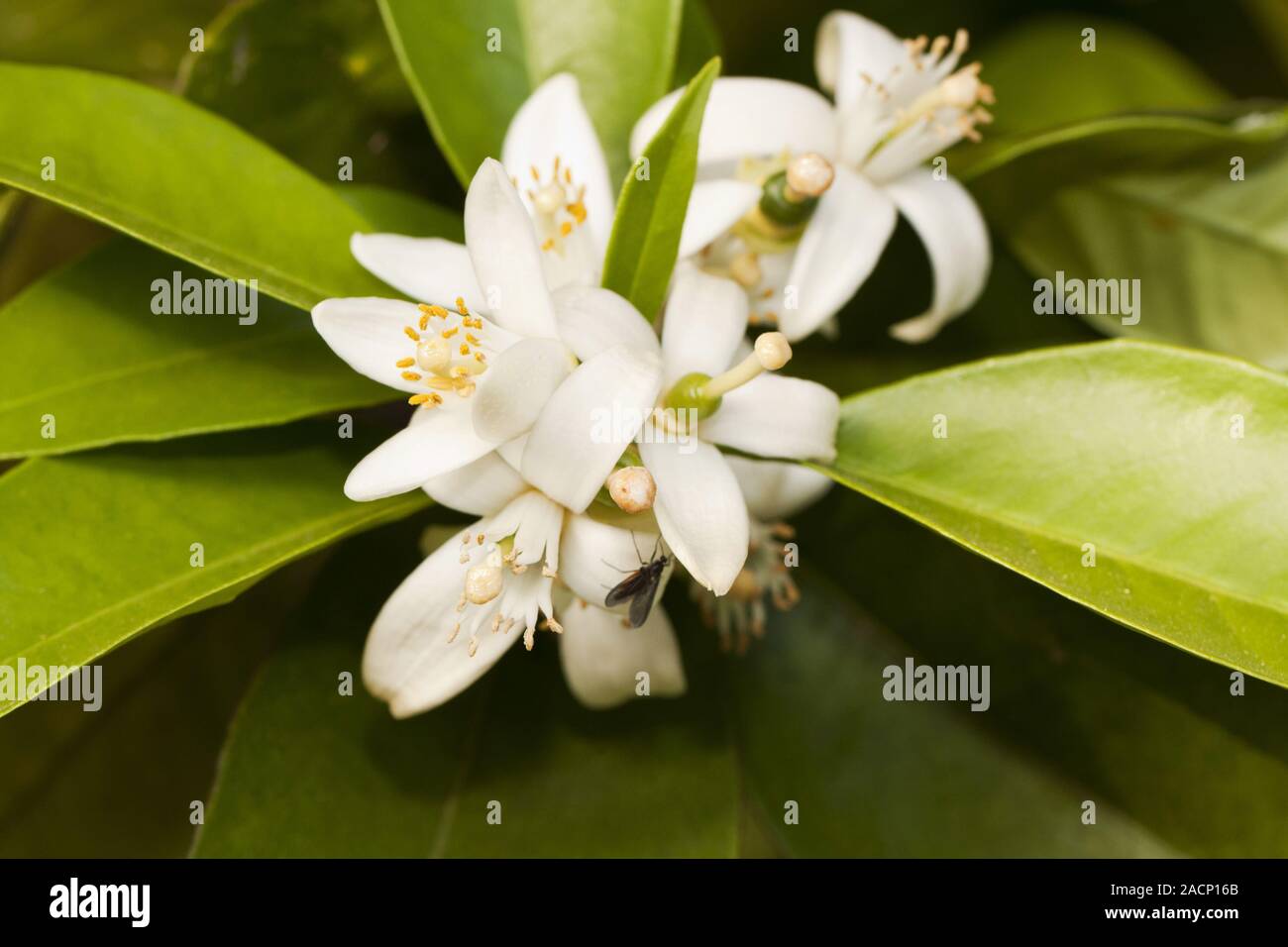 blooming flower from orange tree Stock Photo - Alamy