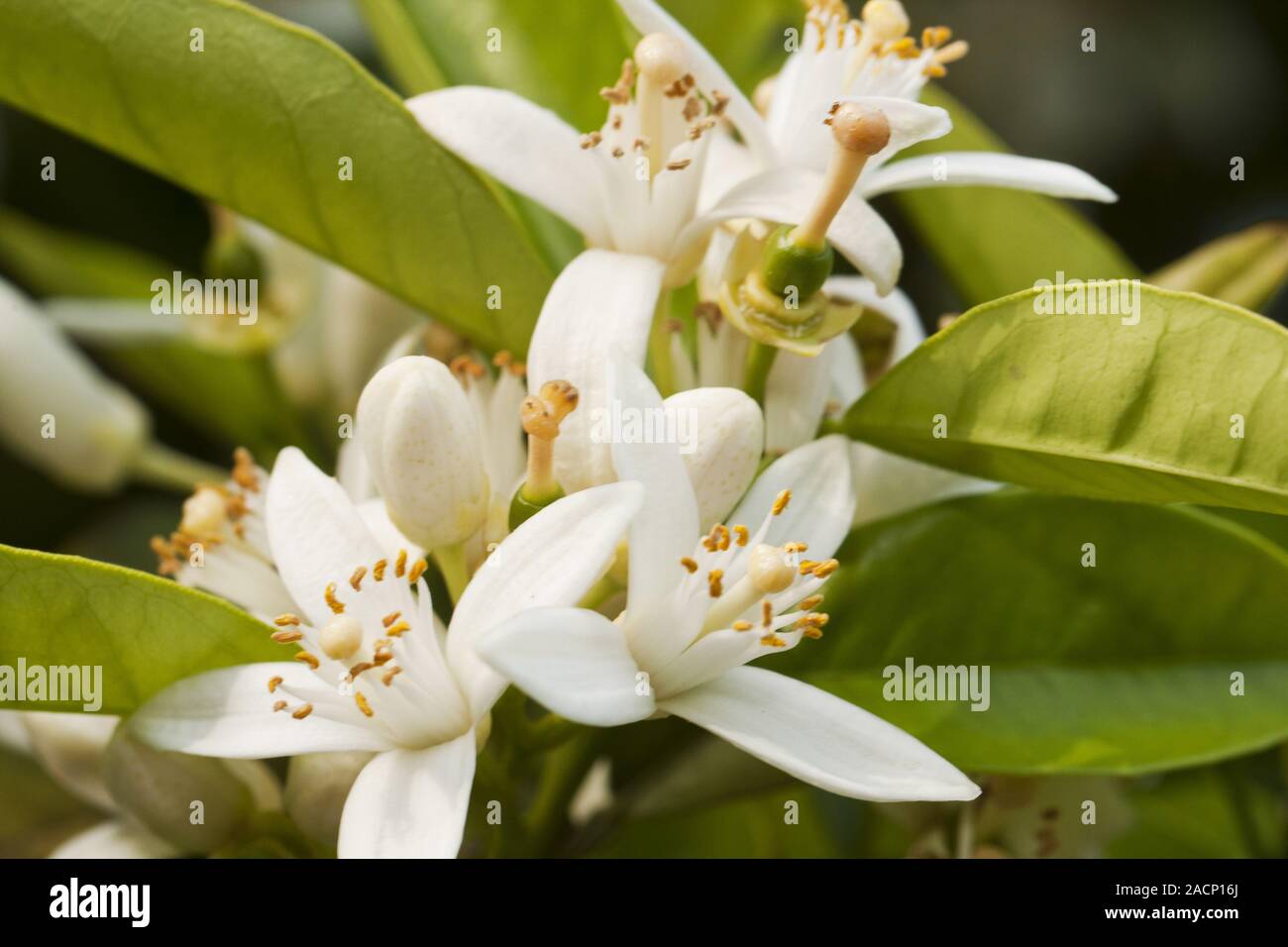 Flower of the orange tree hi-res stock photography and images - Alamy