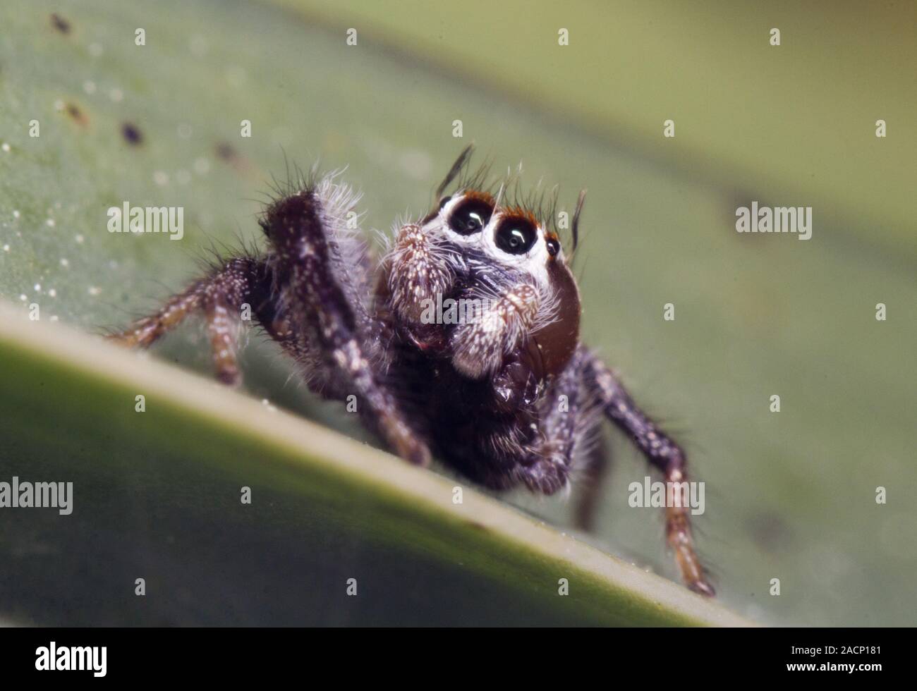 grey jumping spider Stock Photo - Alamy