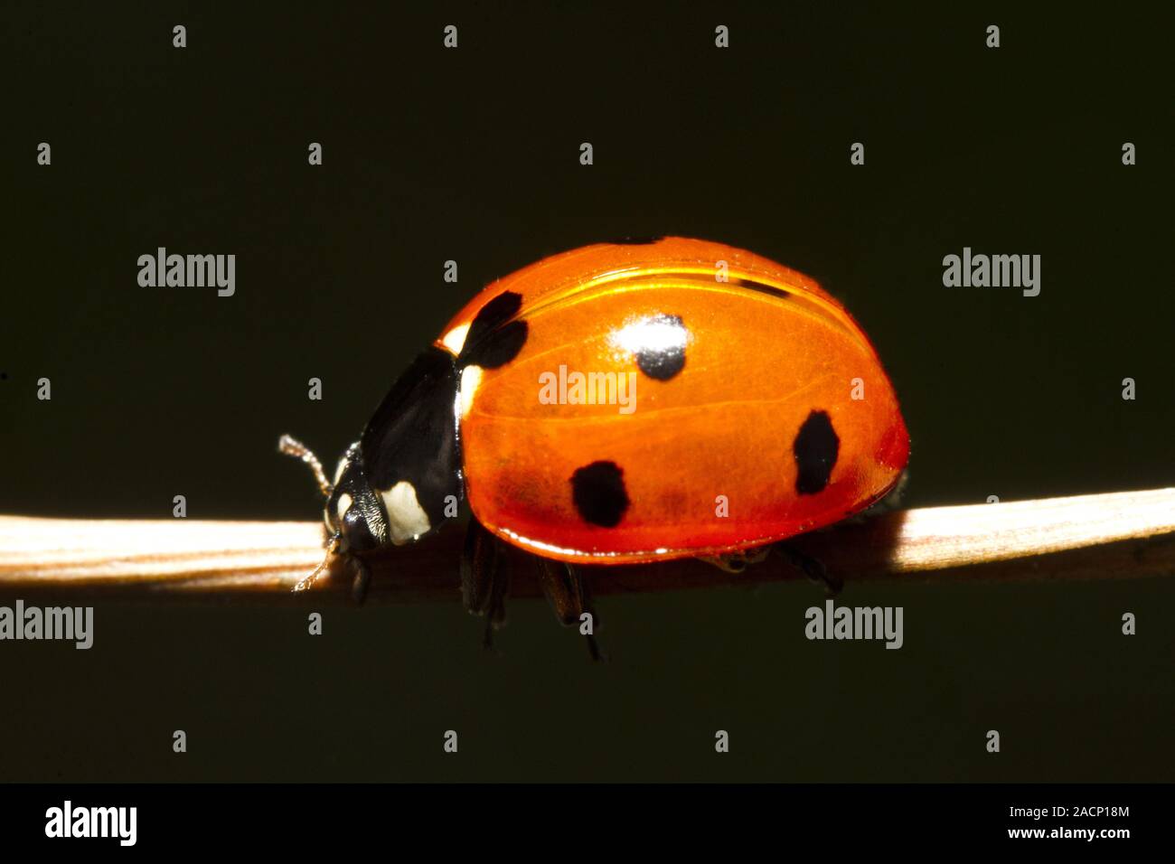 Ladybug antenna hi-res stock photography and images - Alamy