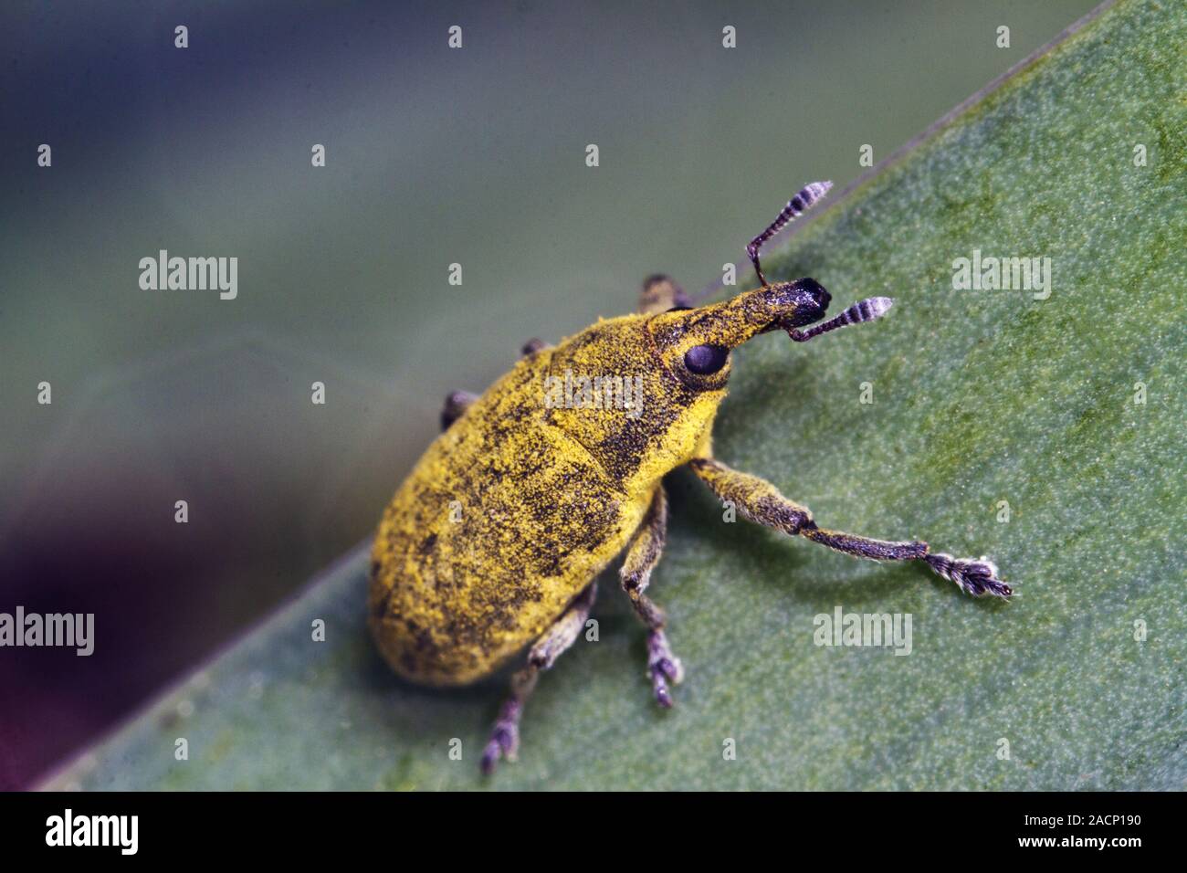 Weevil bug (Lixus acicularis Stock Photo - Alamy
