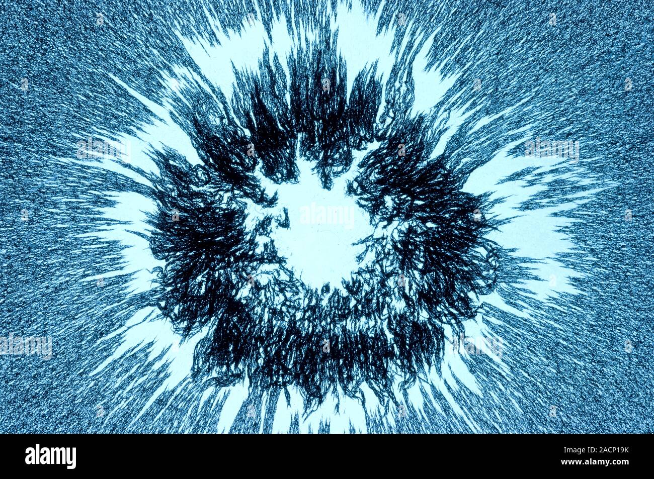 Magnetic field pattern. Clumping of iron filings in the presence of a ...