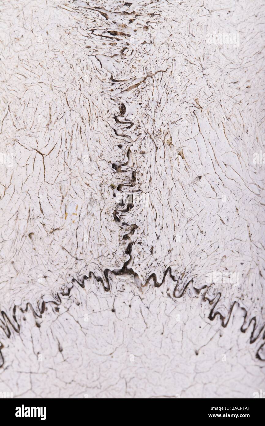 Sheep anatomy hi-res stock photography and images - Alamy