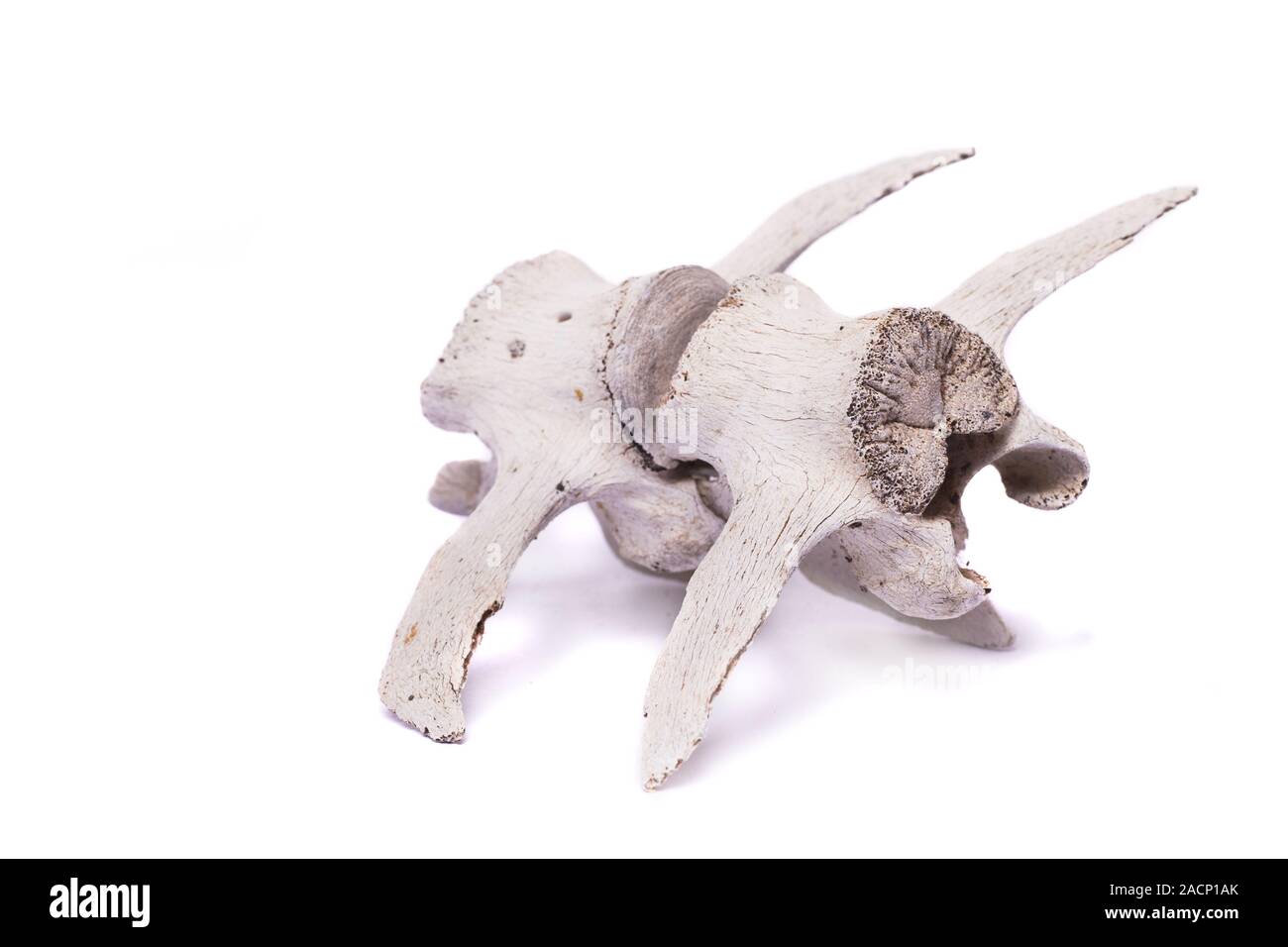 back spine bones of sheep Stock Photo - Alamy