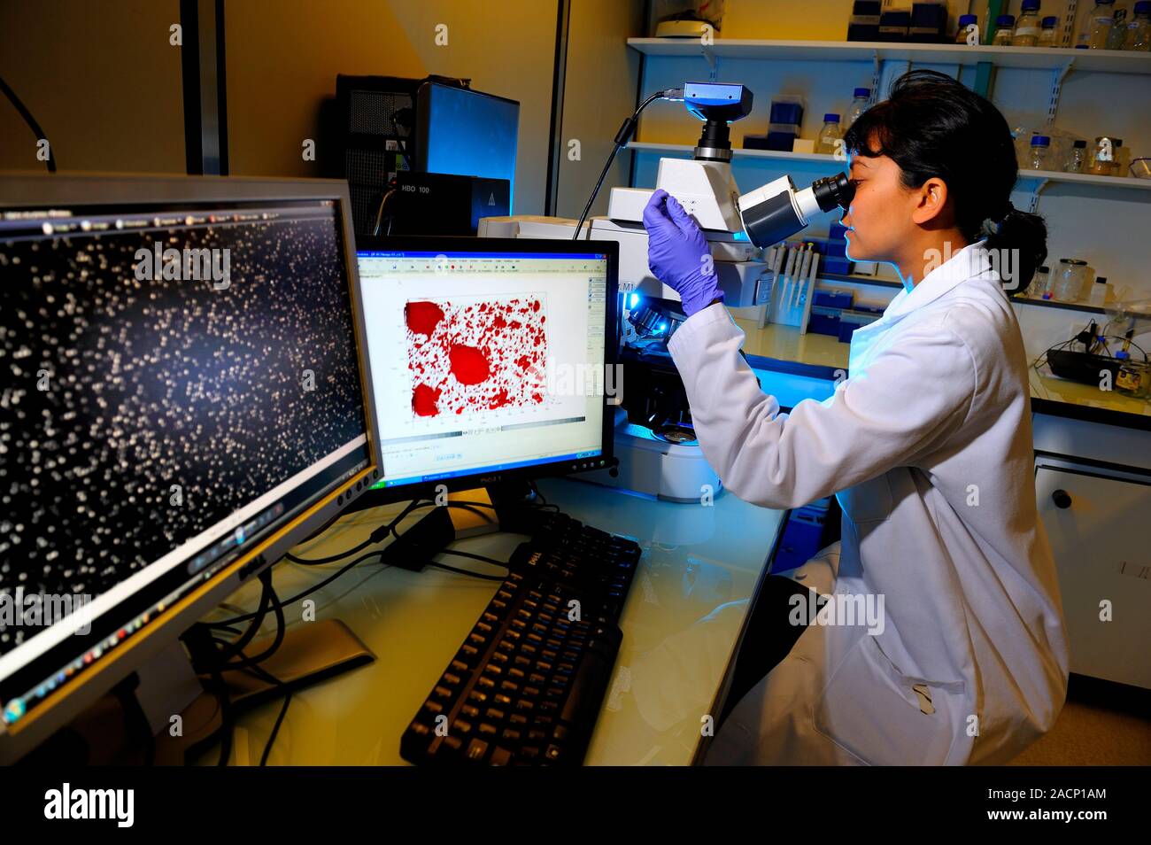 Biofuel battery research. Researcher in a lab working on the production ...
