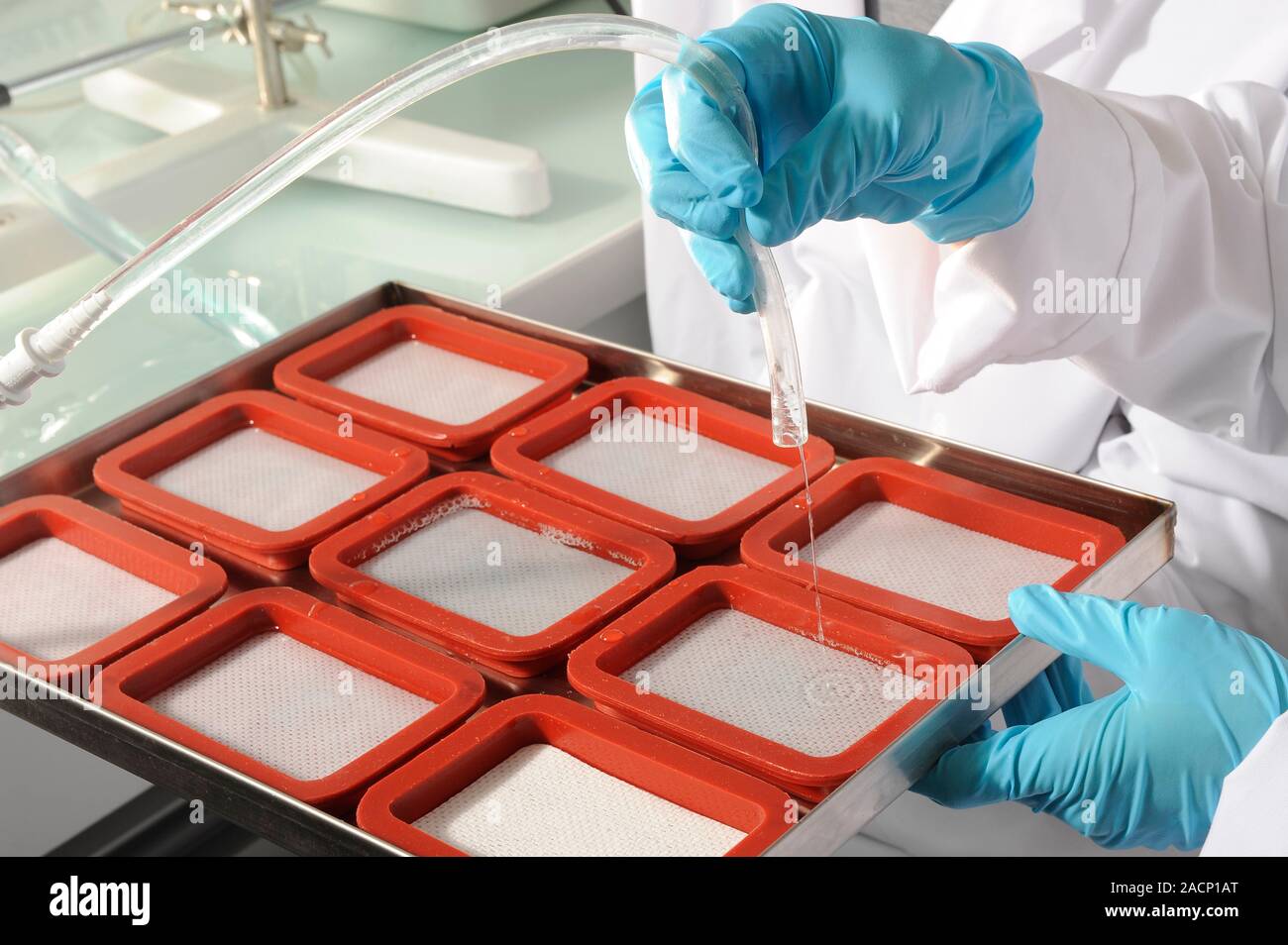Biogel medical dressings. Technician in a lab working on the production ...