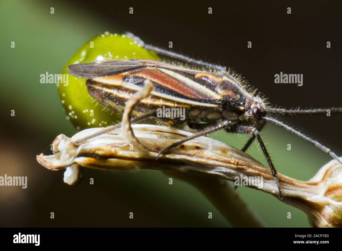 Jumping tree hi-res stock photography and images - Alamy